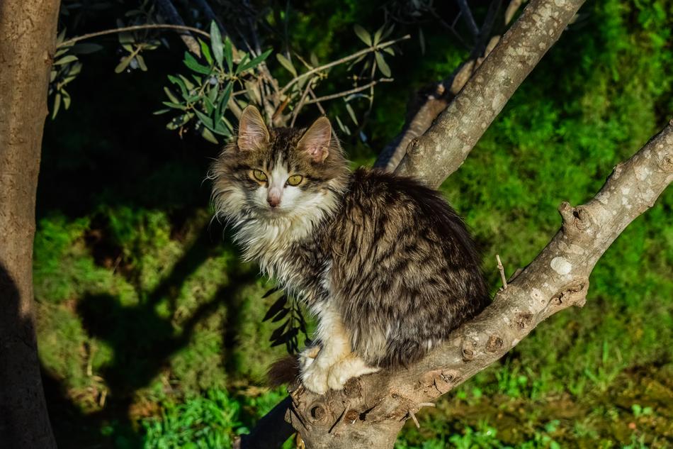 Cat Stray Tree free image download