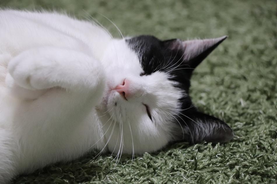 Cat Pet Predators The World Of free image download