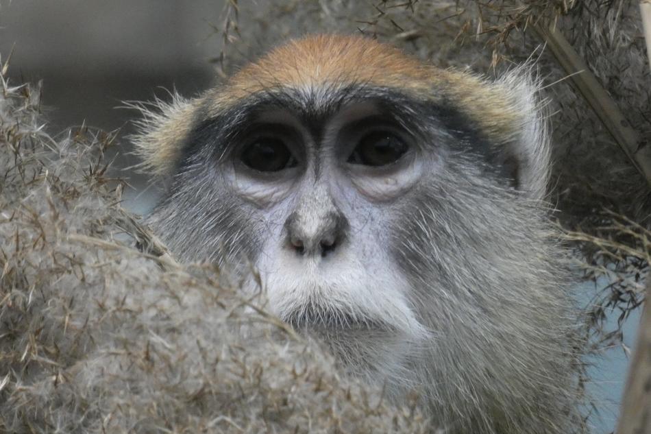 Little monkey in the zoo free image download