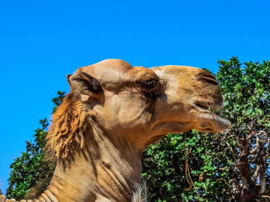 Camel Animal Mammal free image download