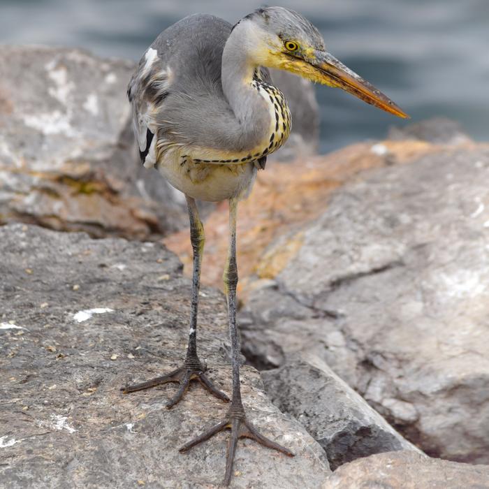 Heron Animal Nature free image download