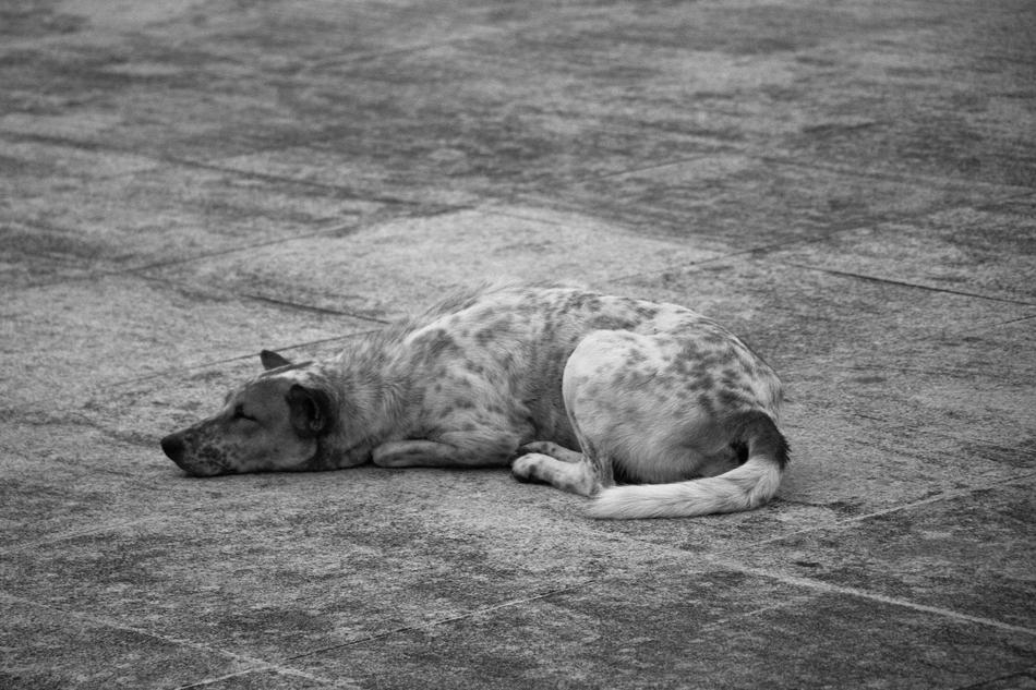 Dog Animal Nice free image download