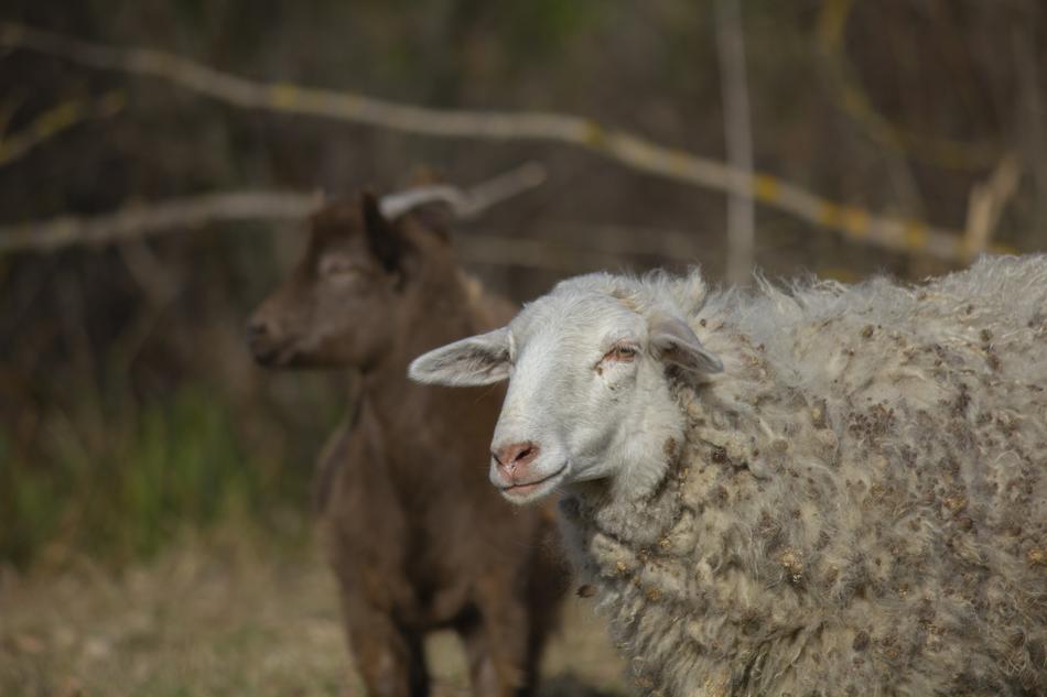 Goat Kid Sheep free image download