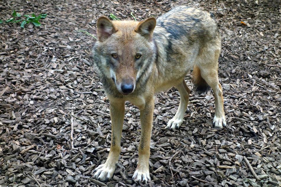 Wolf Animal Predator free image download