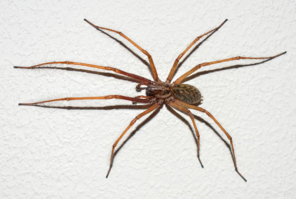 Big spider with long legs red free image download