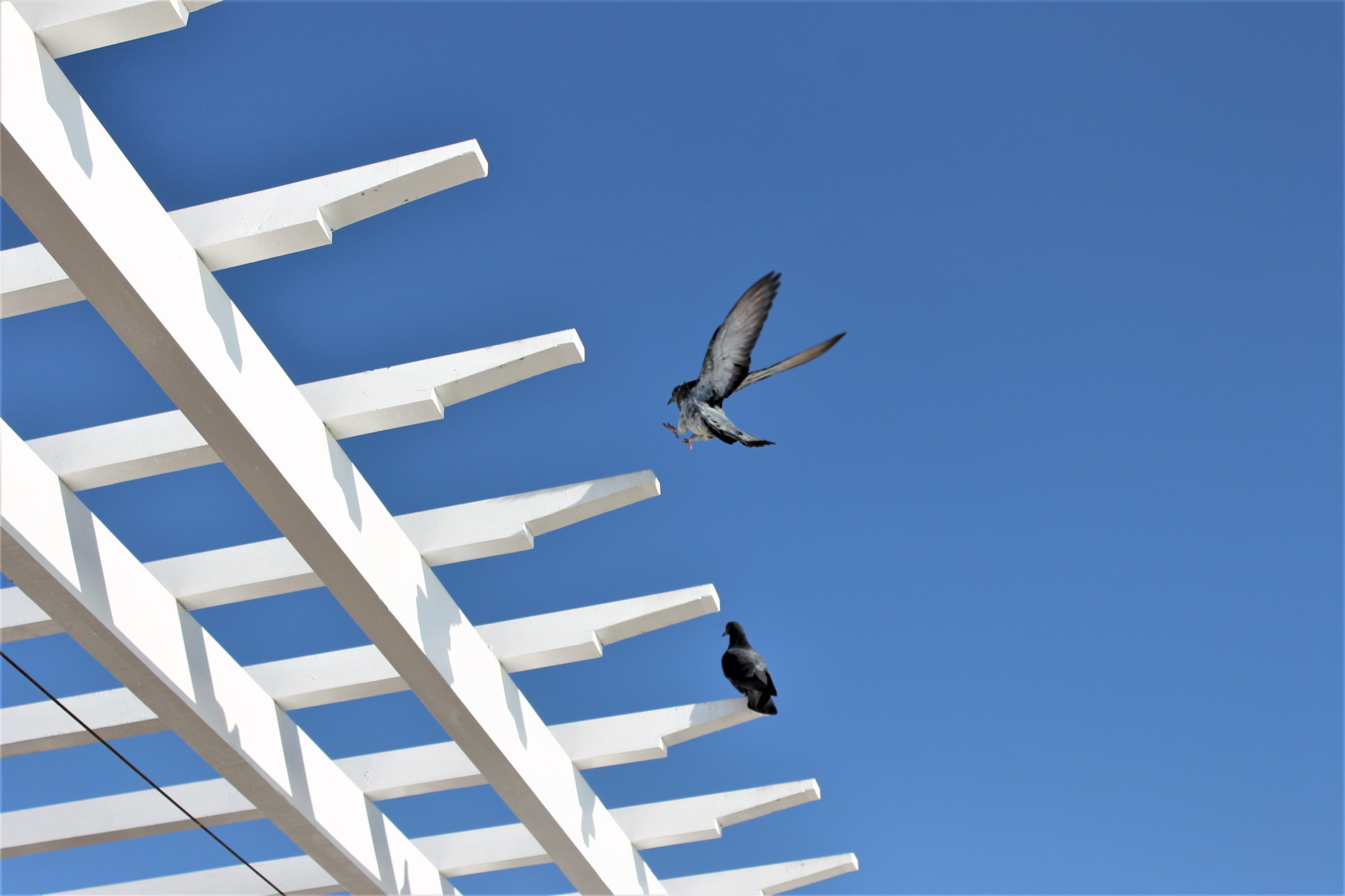 Bird Pigeon Flight free image download