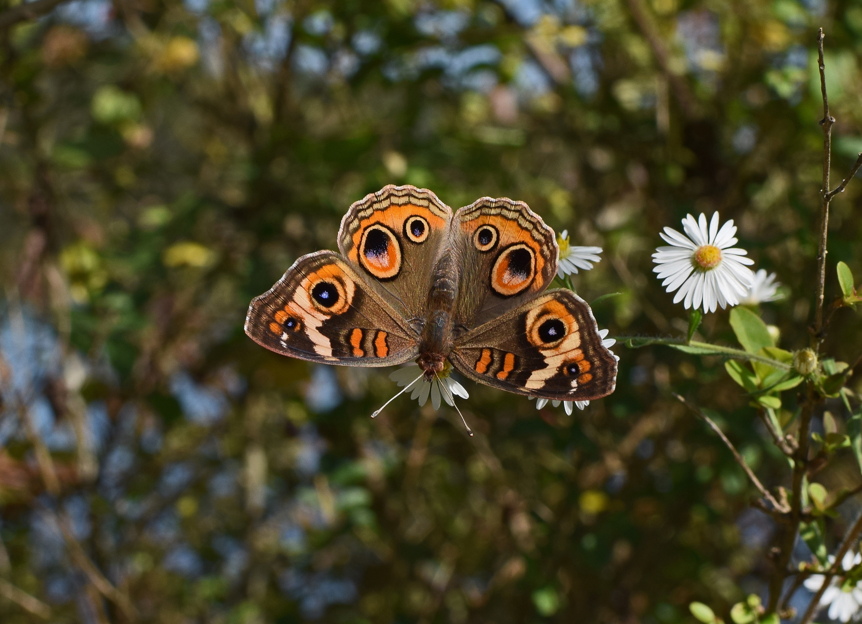 Buckeye Butterfly Insect free image download