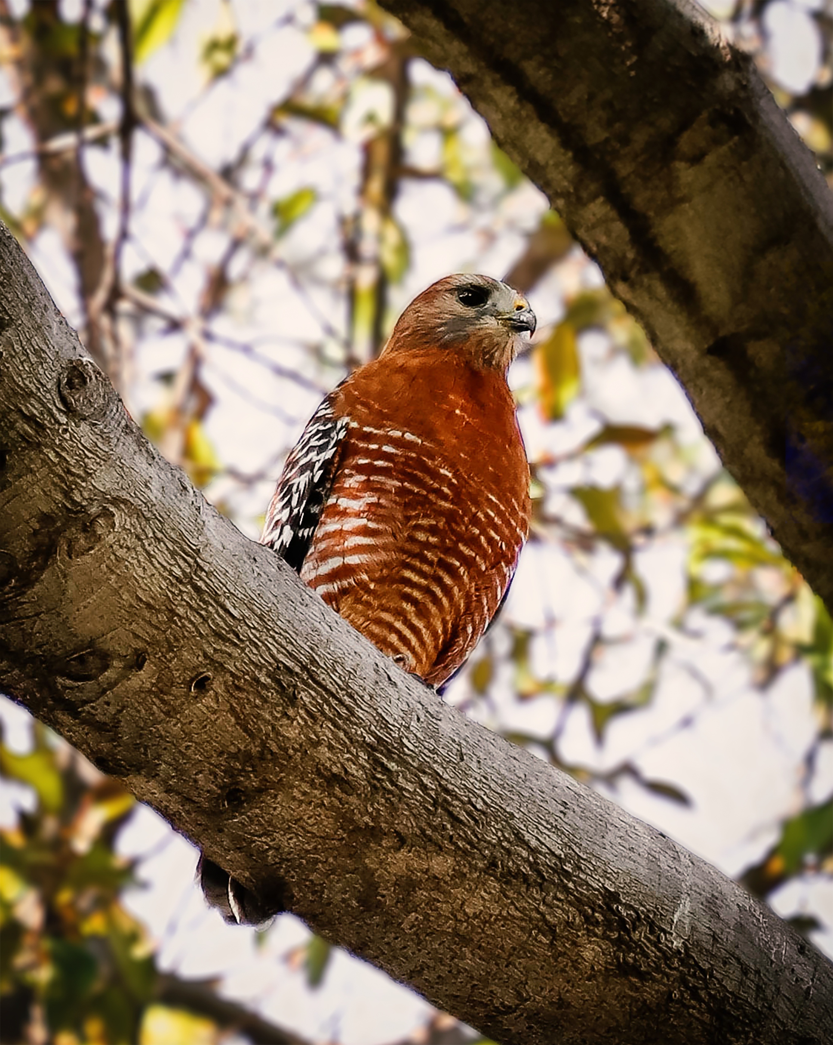 Hawk Wildlife Bird free image download