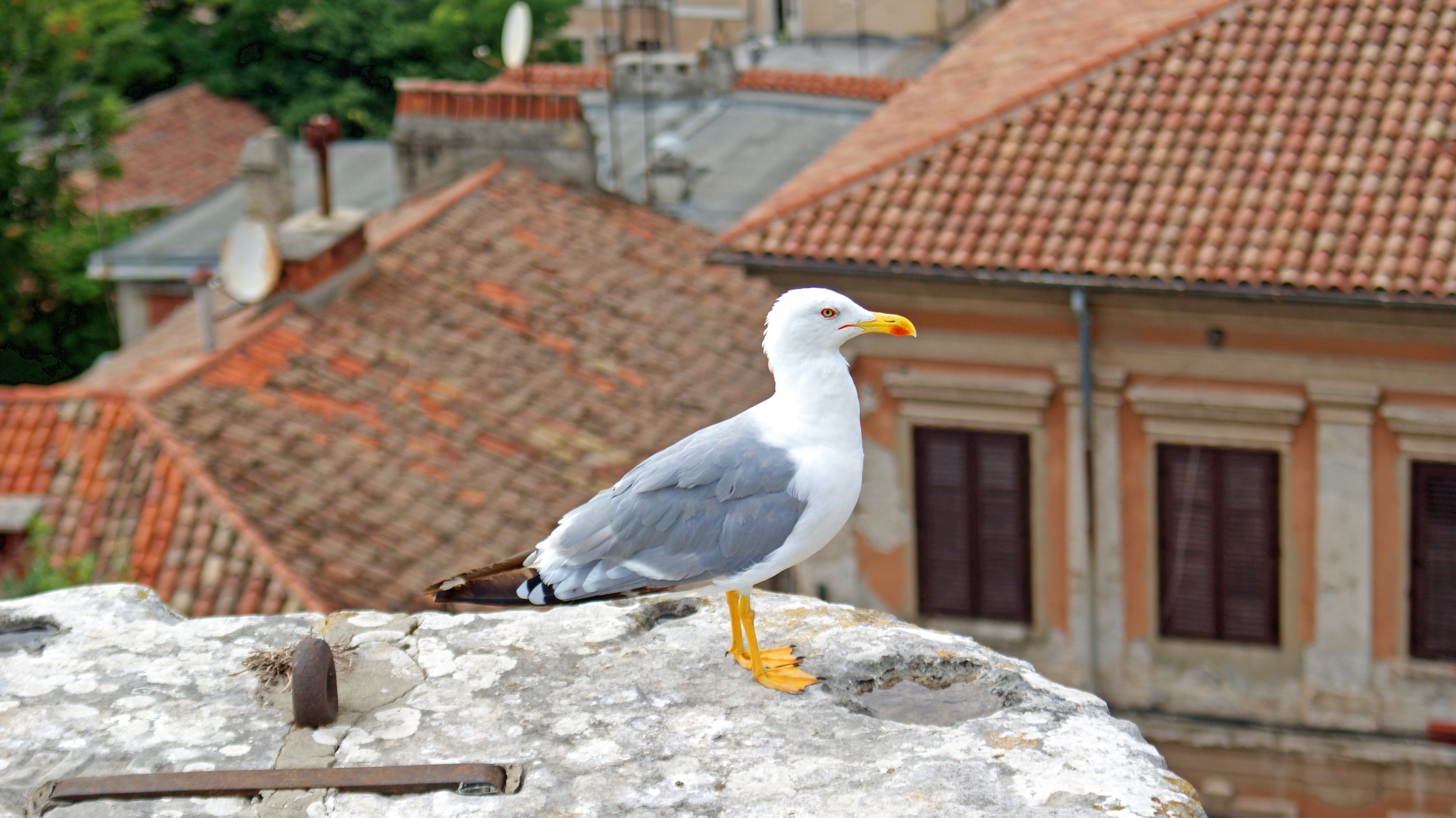 Seagull Croatia Bird free image download