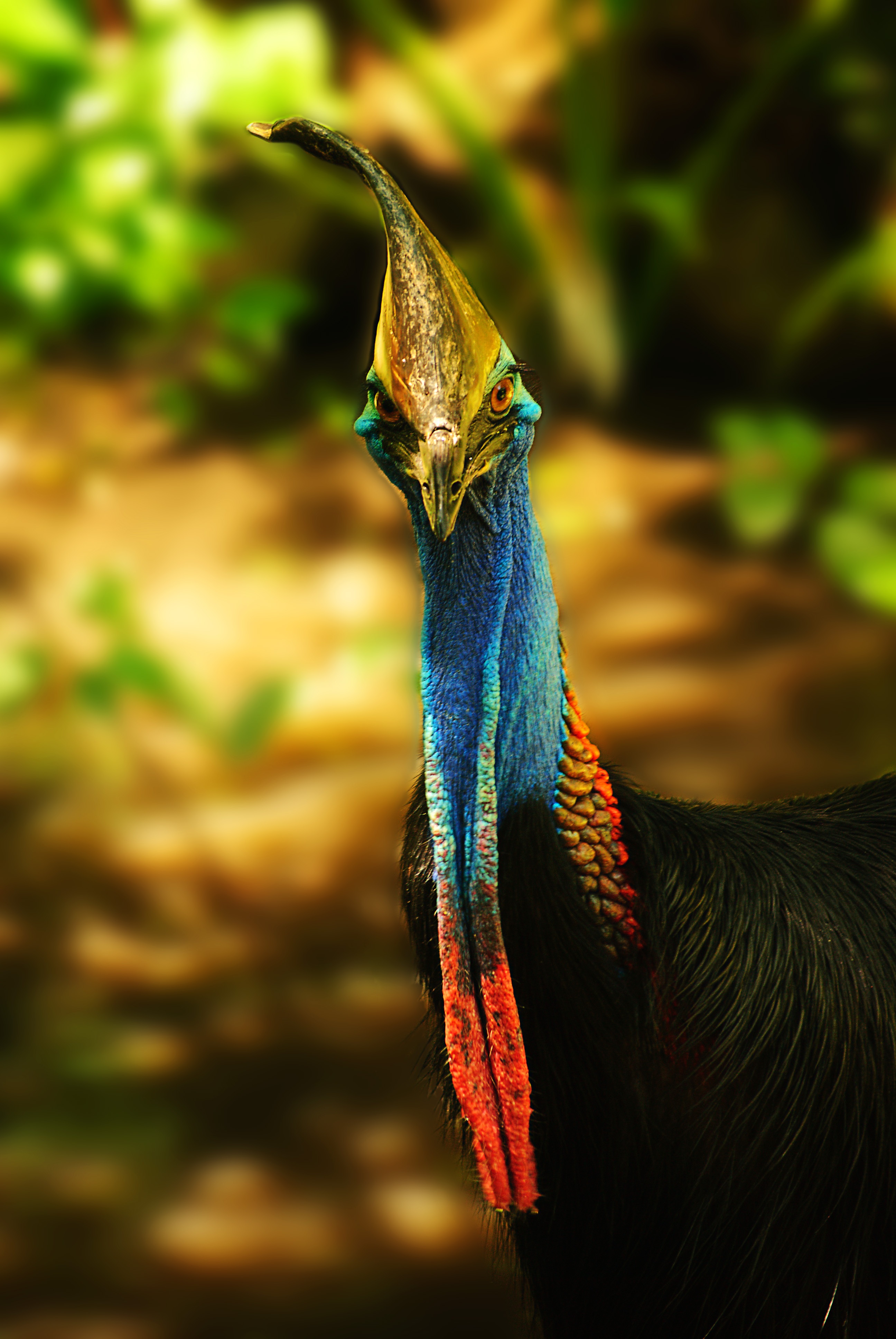 Cassowary Bird Nature free image download