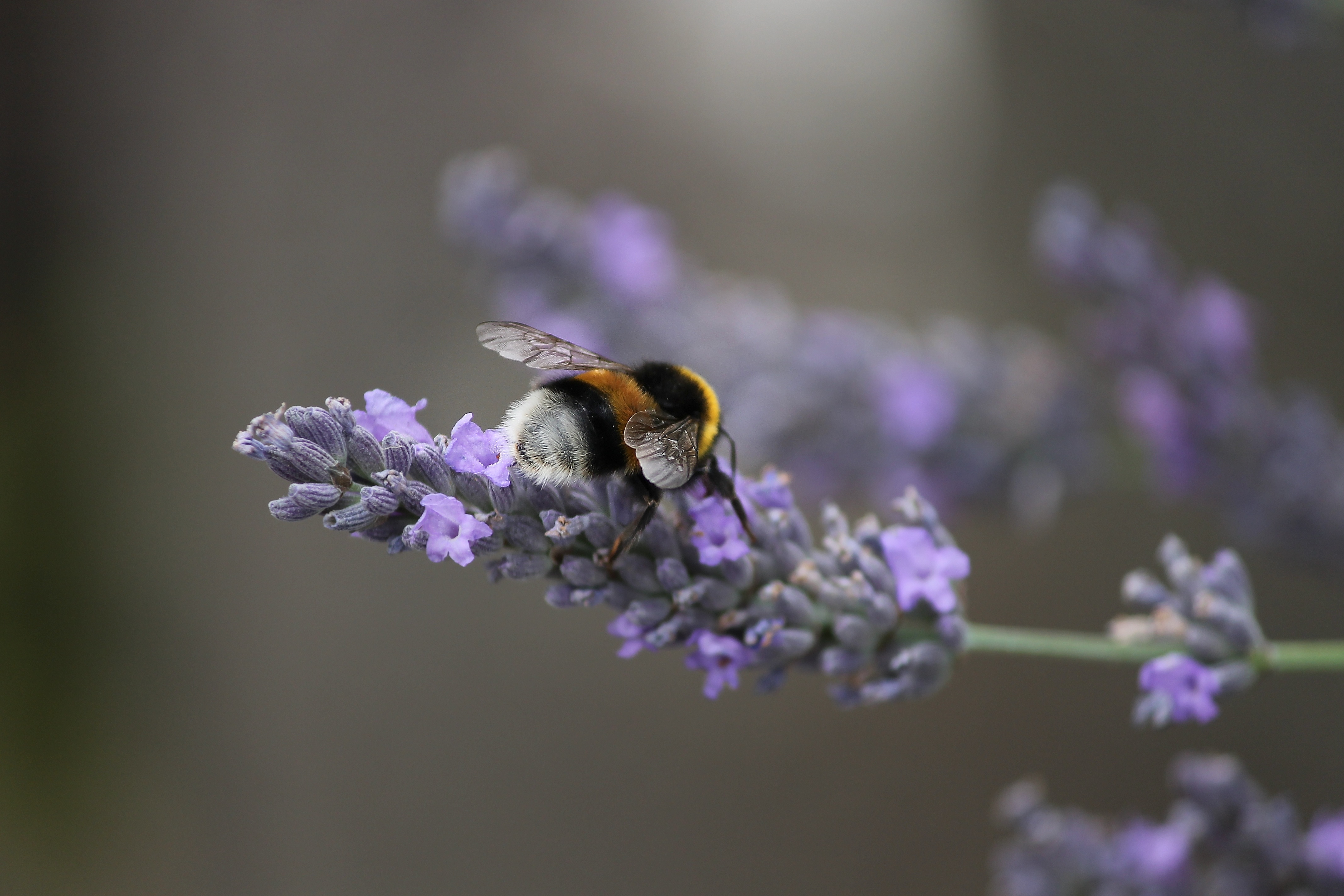 Fictional Hummel Insect free image download