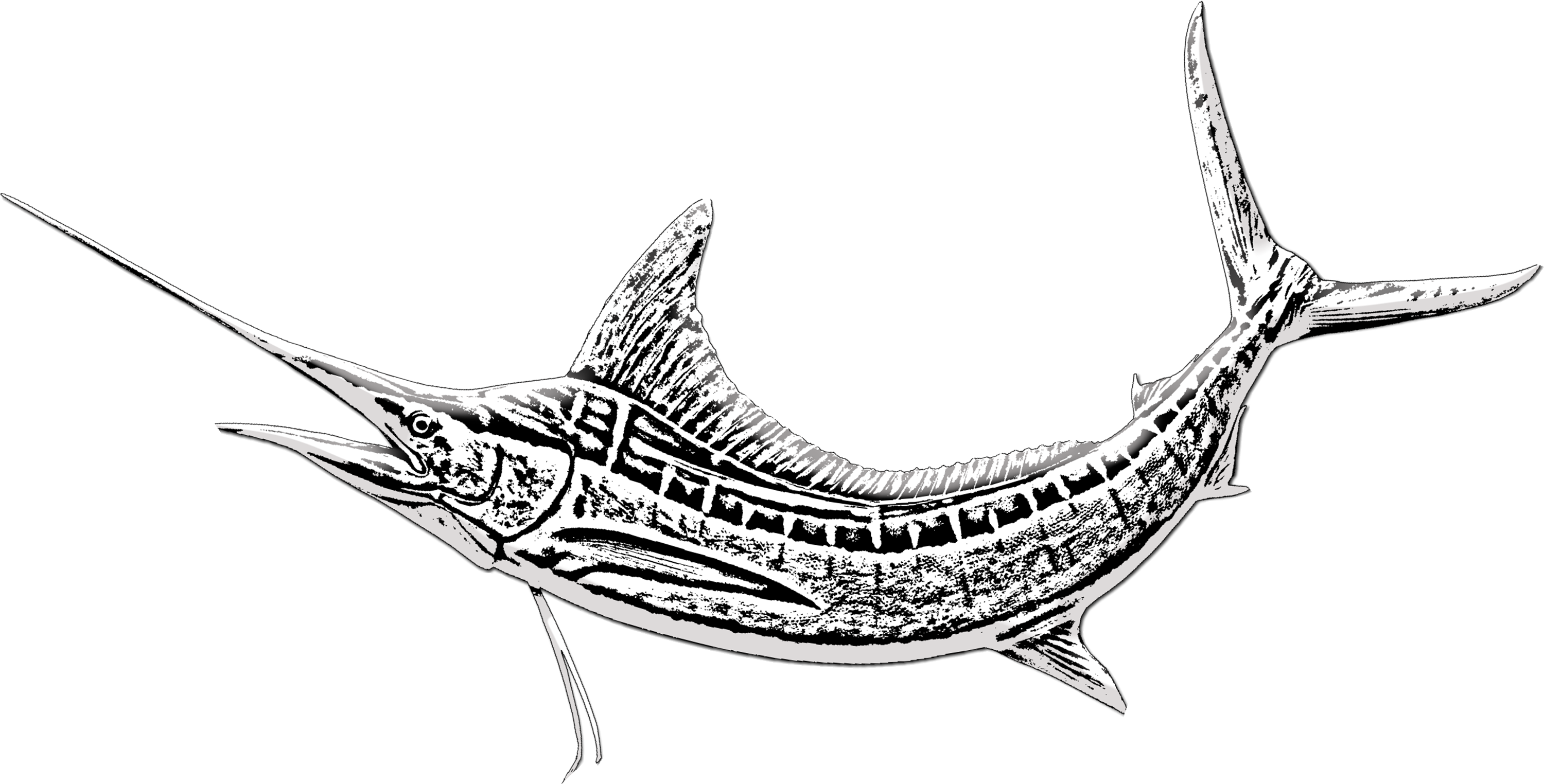 Marlin fish sword fish game fishing free image download