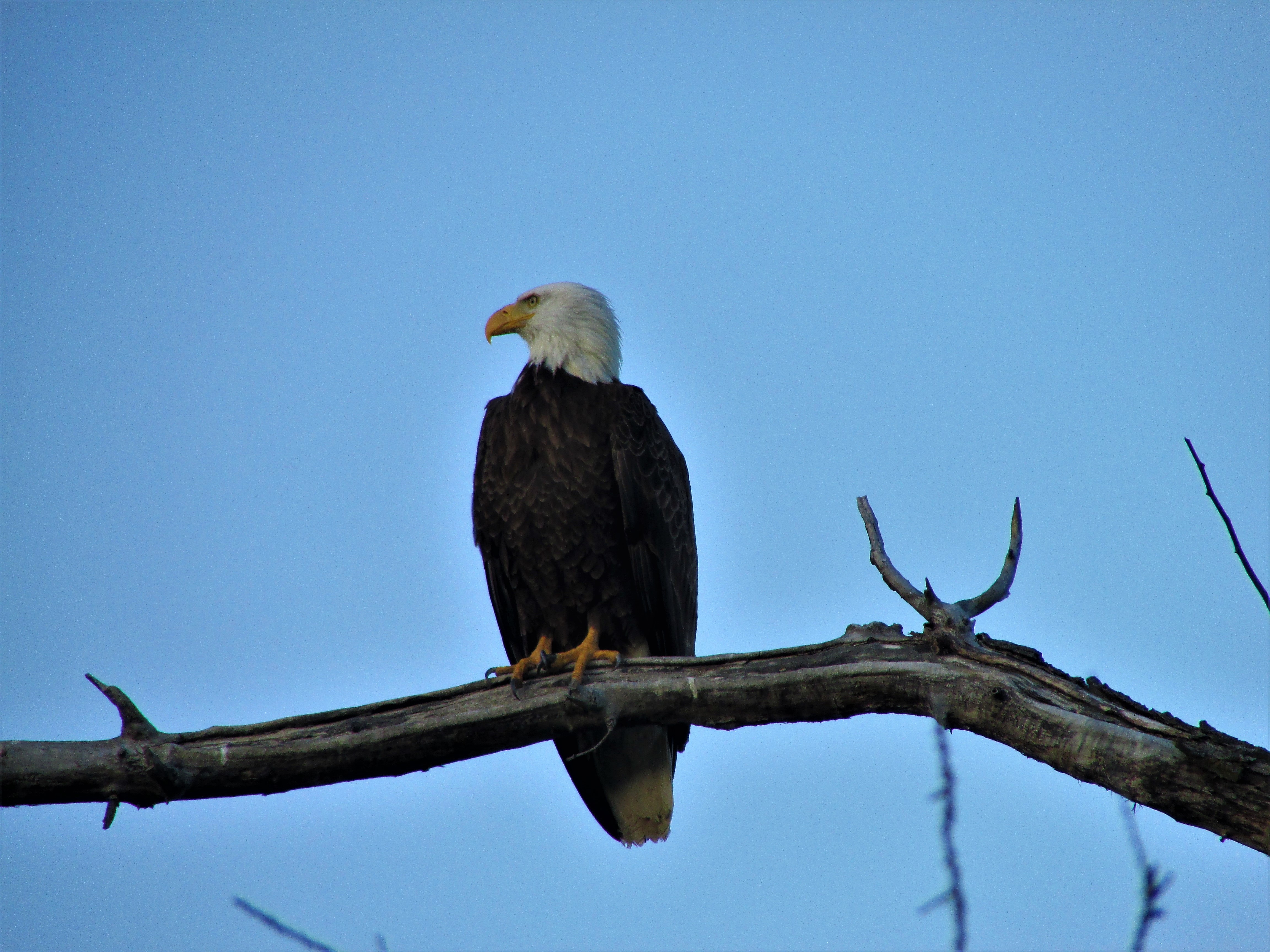 Bald Eagle Tree Branch free image download