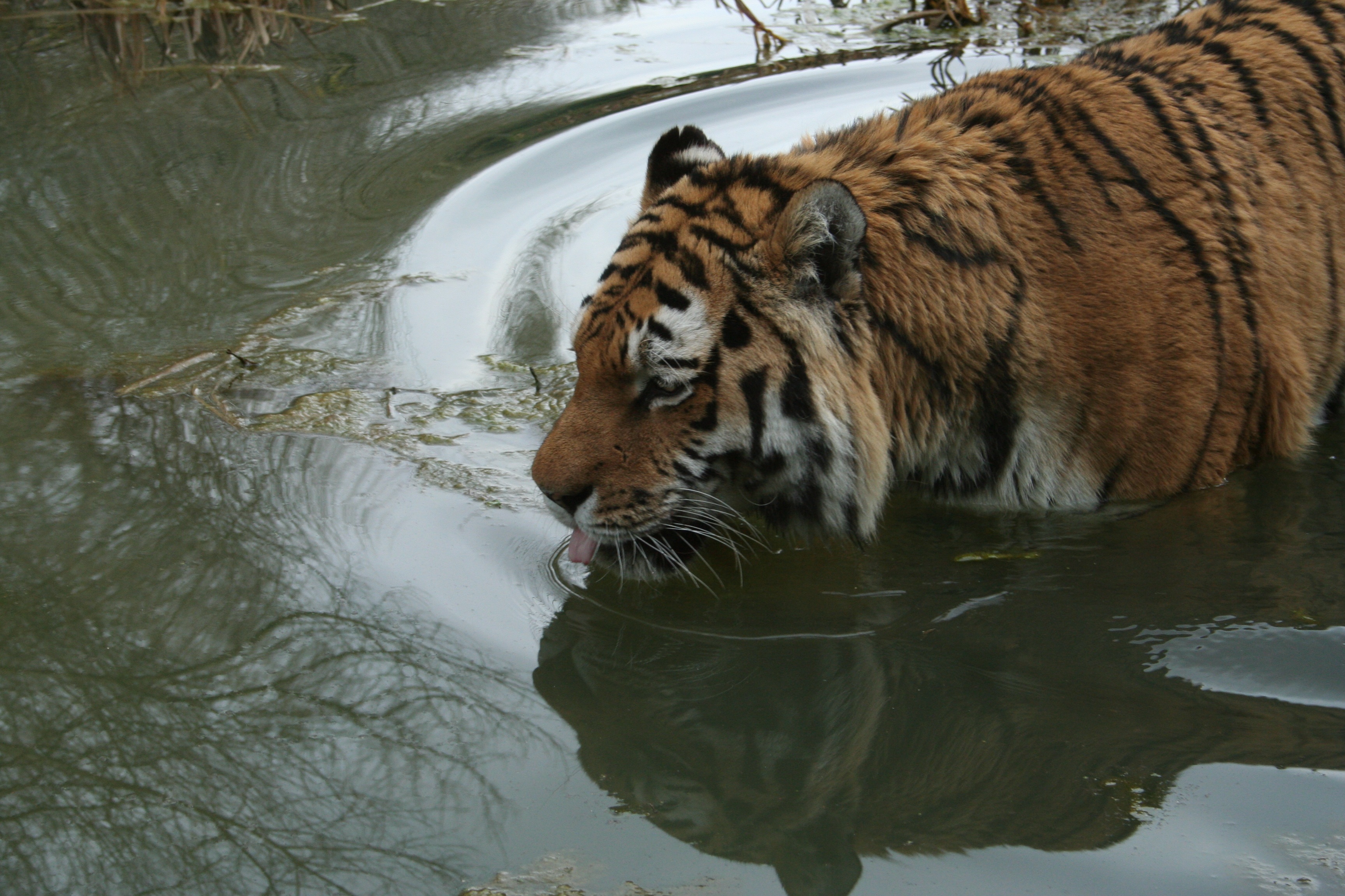 Tiger Swim Bathing free image download