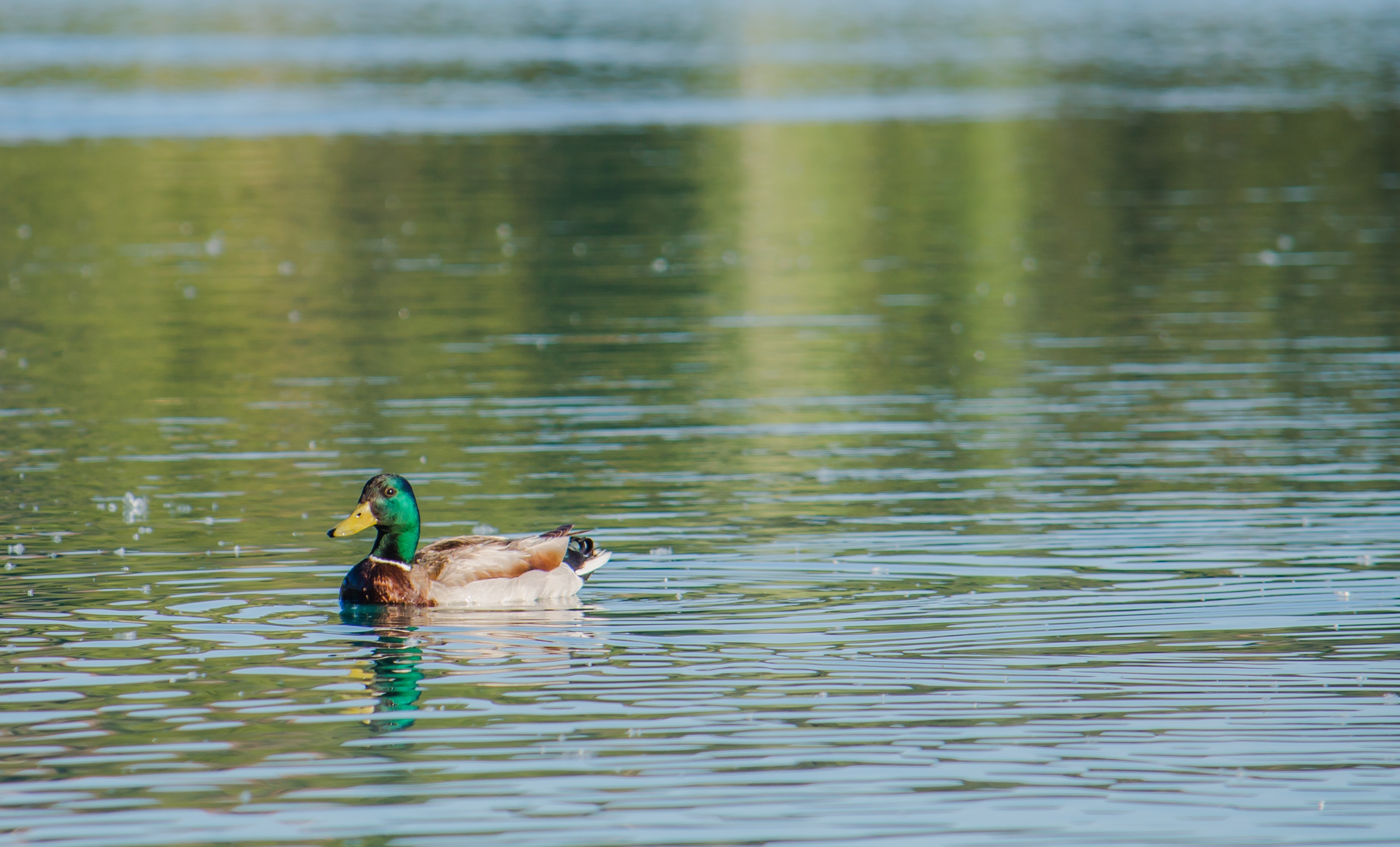 Laguna Duck Animal free image download