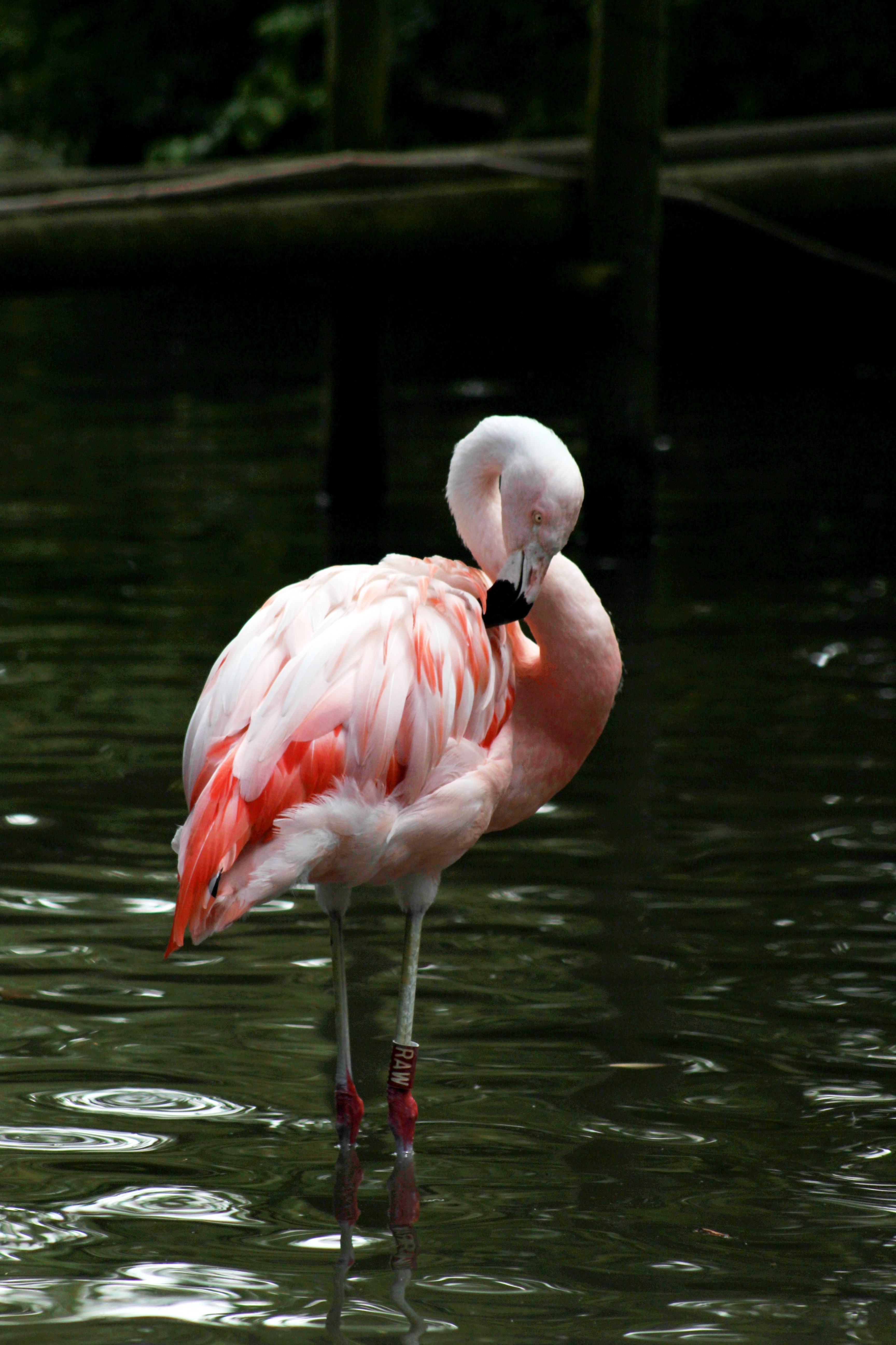 Bird Zoo Flamingo free image download