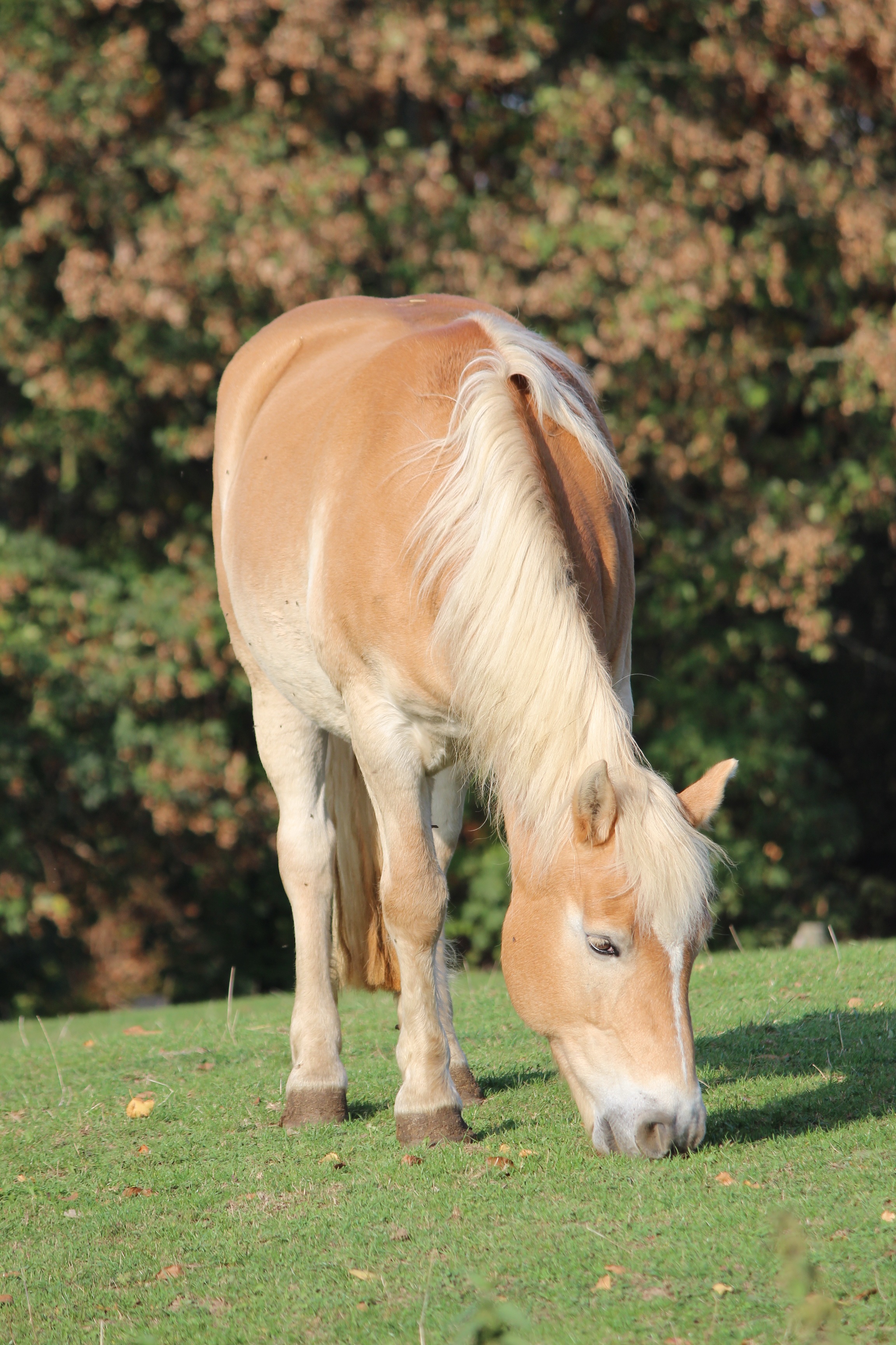 Horse Gaul Ride free image download
