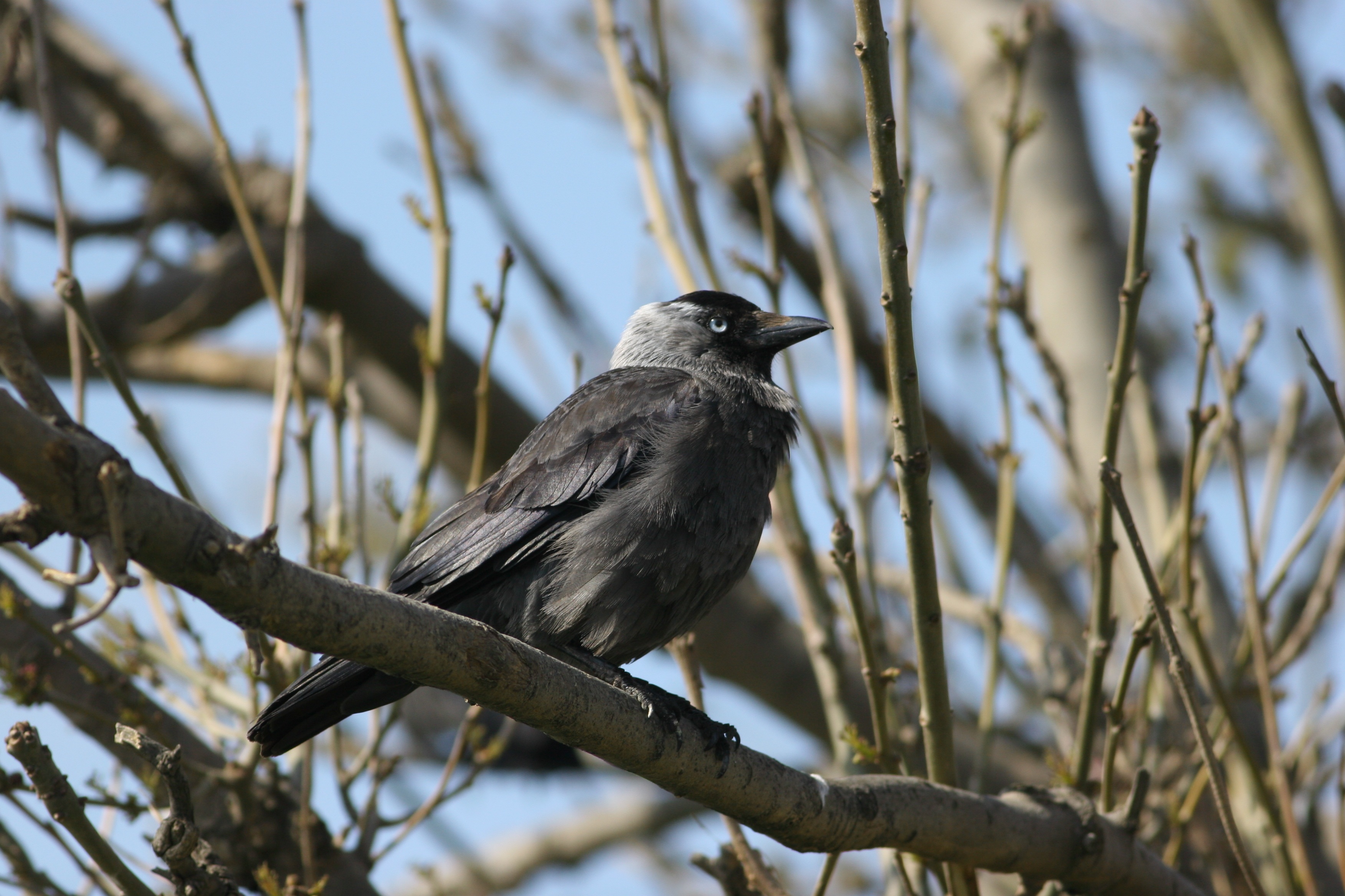 Bird Crow Jackdaw free image download