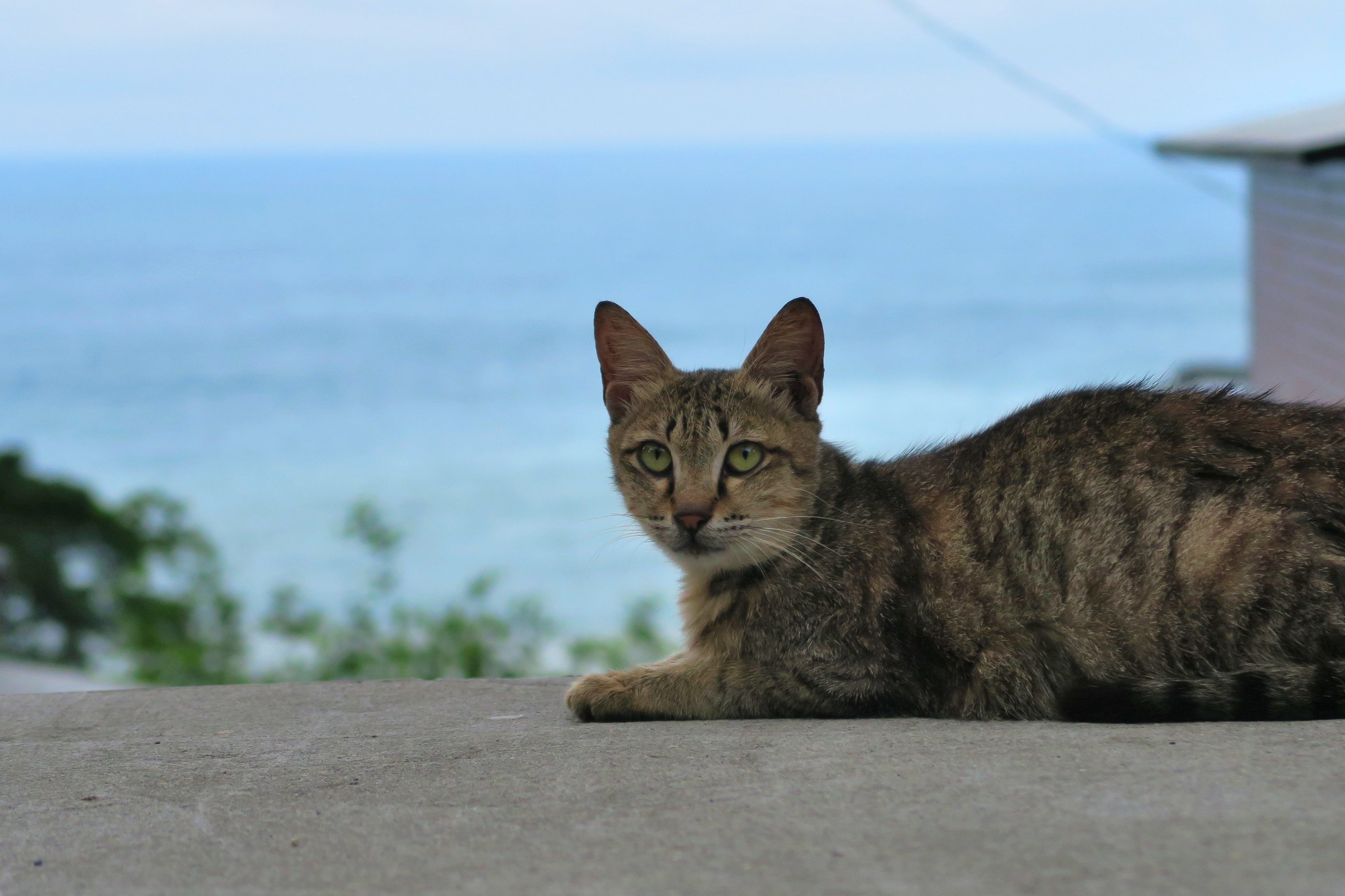 Beautiful cat against the sea free image download