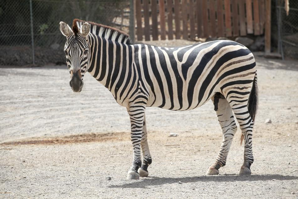 Zebra Animal Striped Black And free image download