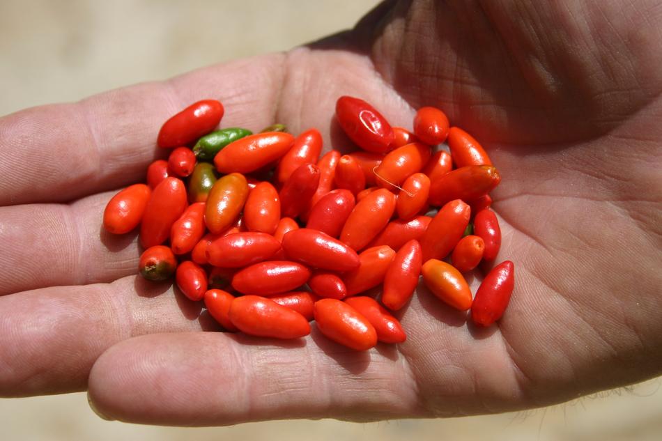Small red peppers in hand free image download
