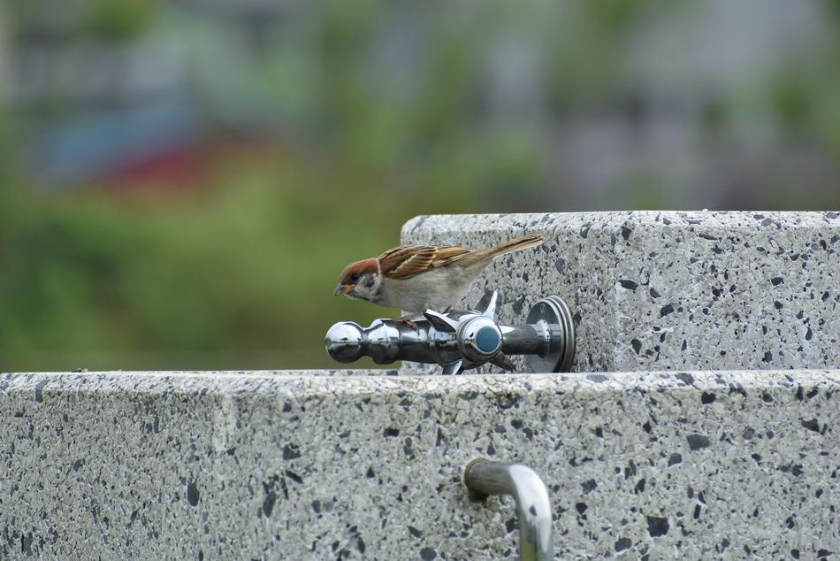 Animal Water Service Bird Wild free image download