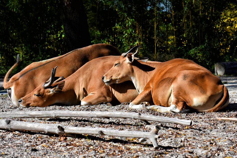 Banteng Beef Animal Wild free image download