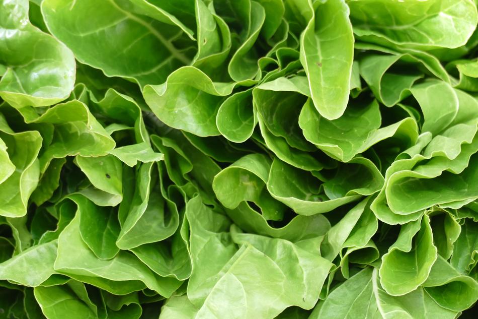 Ripe lettuce leaves are delicious free image download