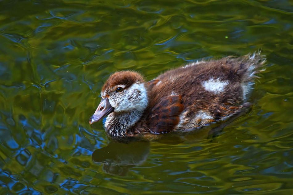 Nile Goose Chick Waterbird free image download