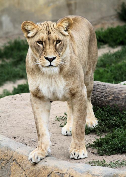 Lioness The Lion Beast free image download