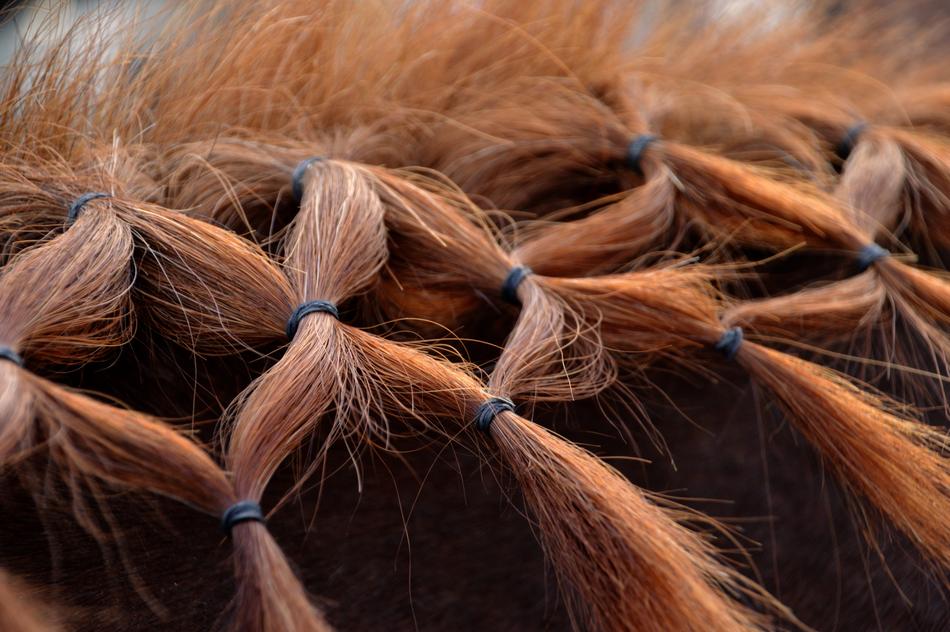 Horse Mane Animals free image download