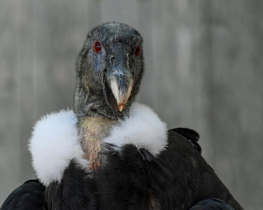 Condor Raptor Bird free image download