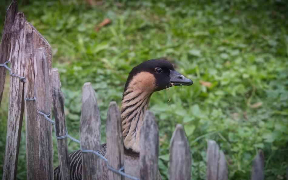 Goose Meadow Bird free image download