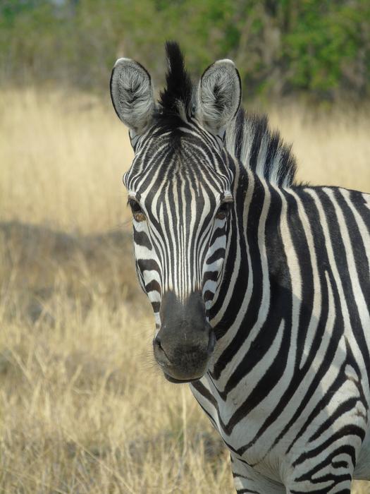 Stripes Zebra Animal free image download