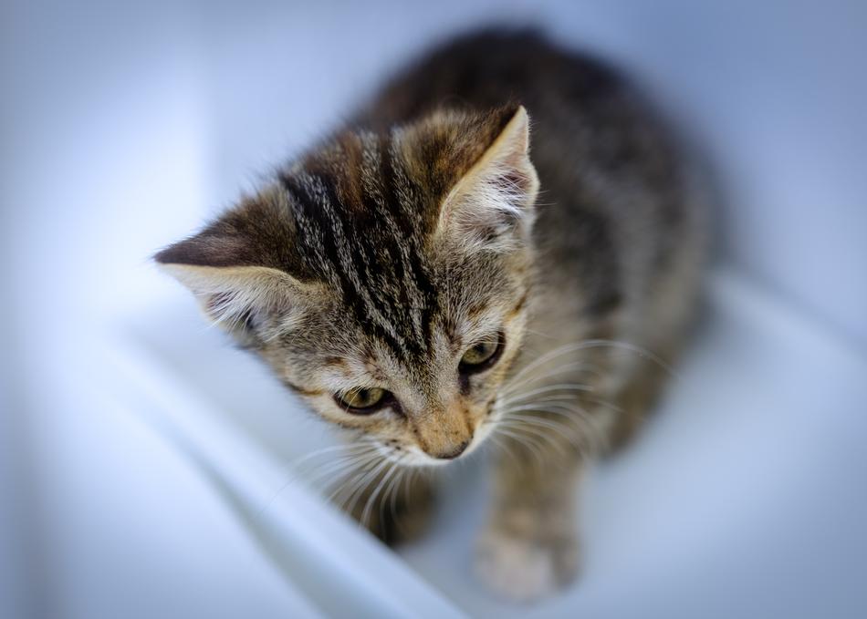 Kitten Feline Look free image download