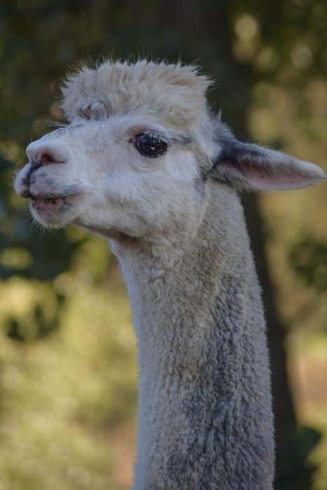 Alpaca Animal Mammal free image download