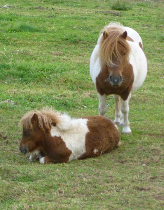 Horse Meadow Animal free image download