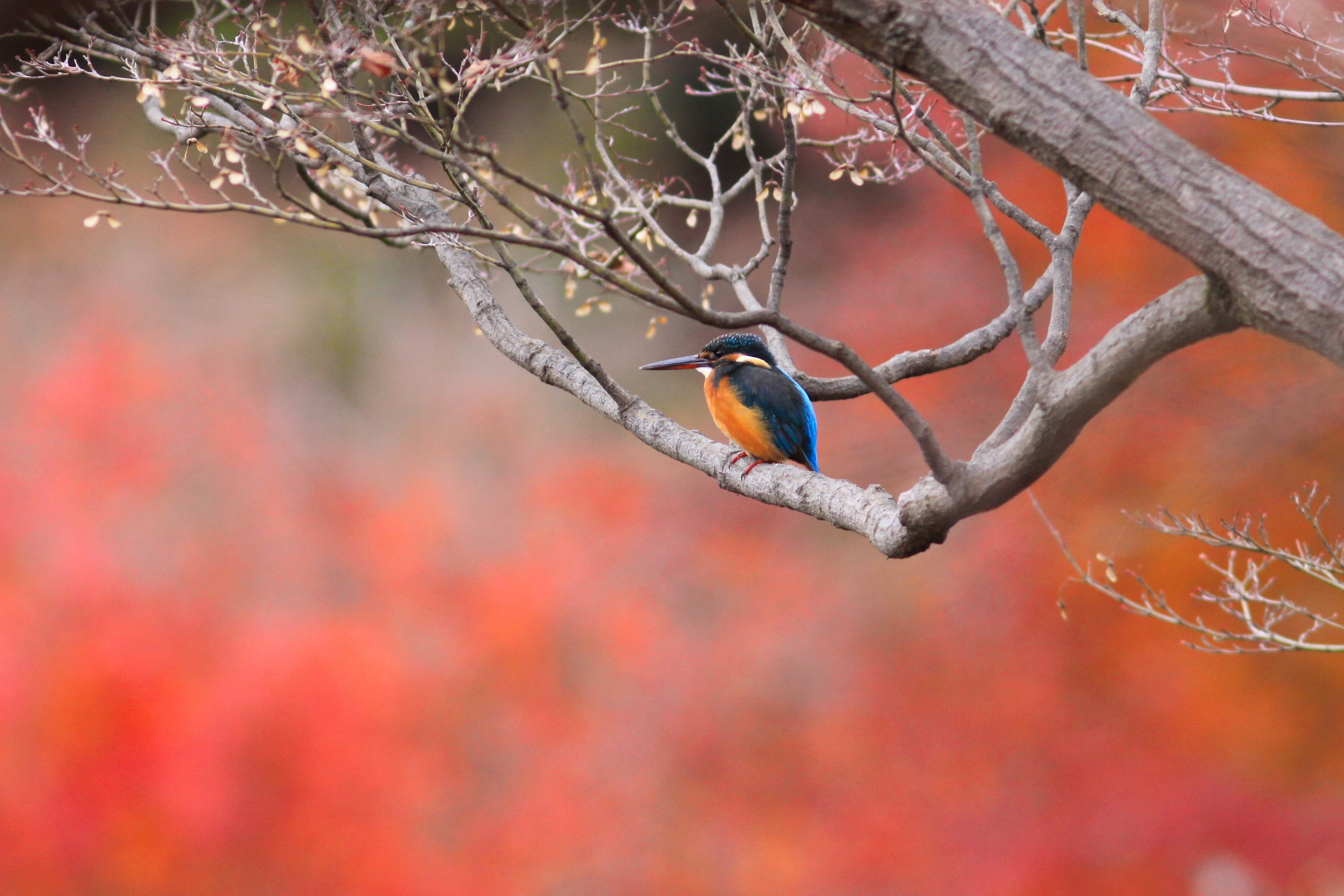 Bird Foliage Autumn Color free image download