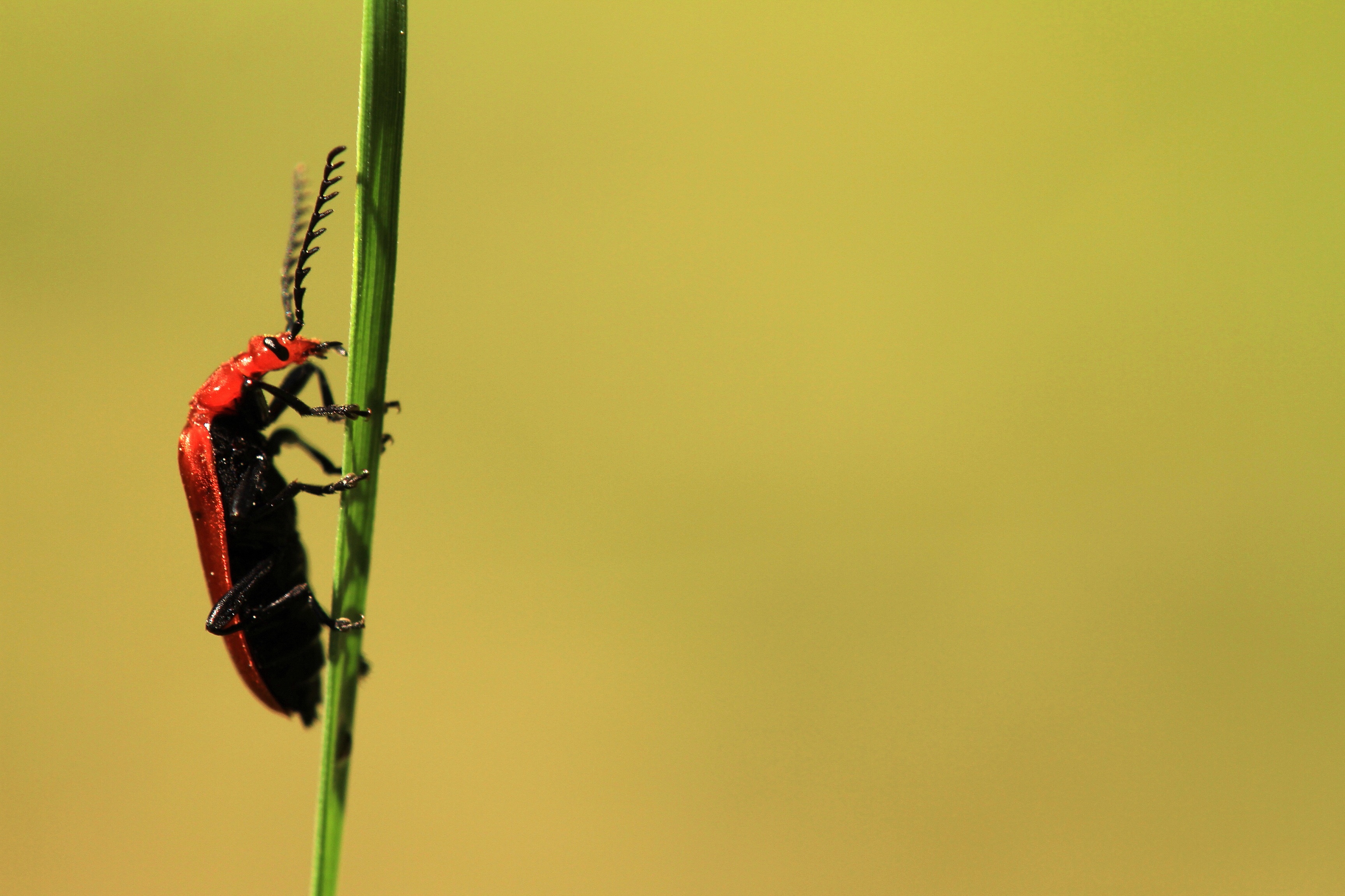 Beetle Insect Close Up free image download