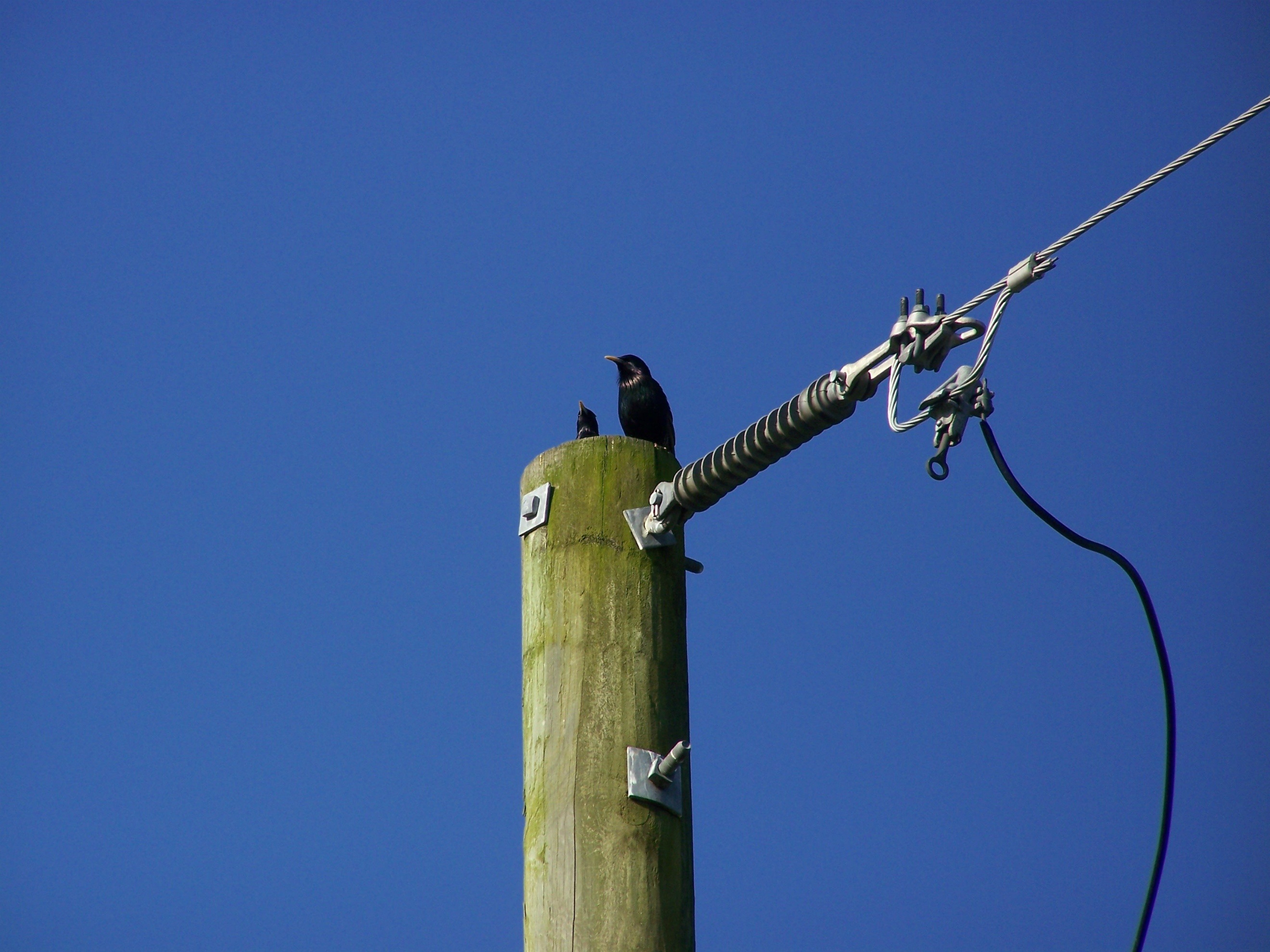 Bird Wire Pole free image download