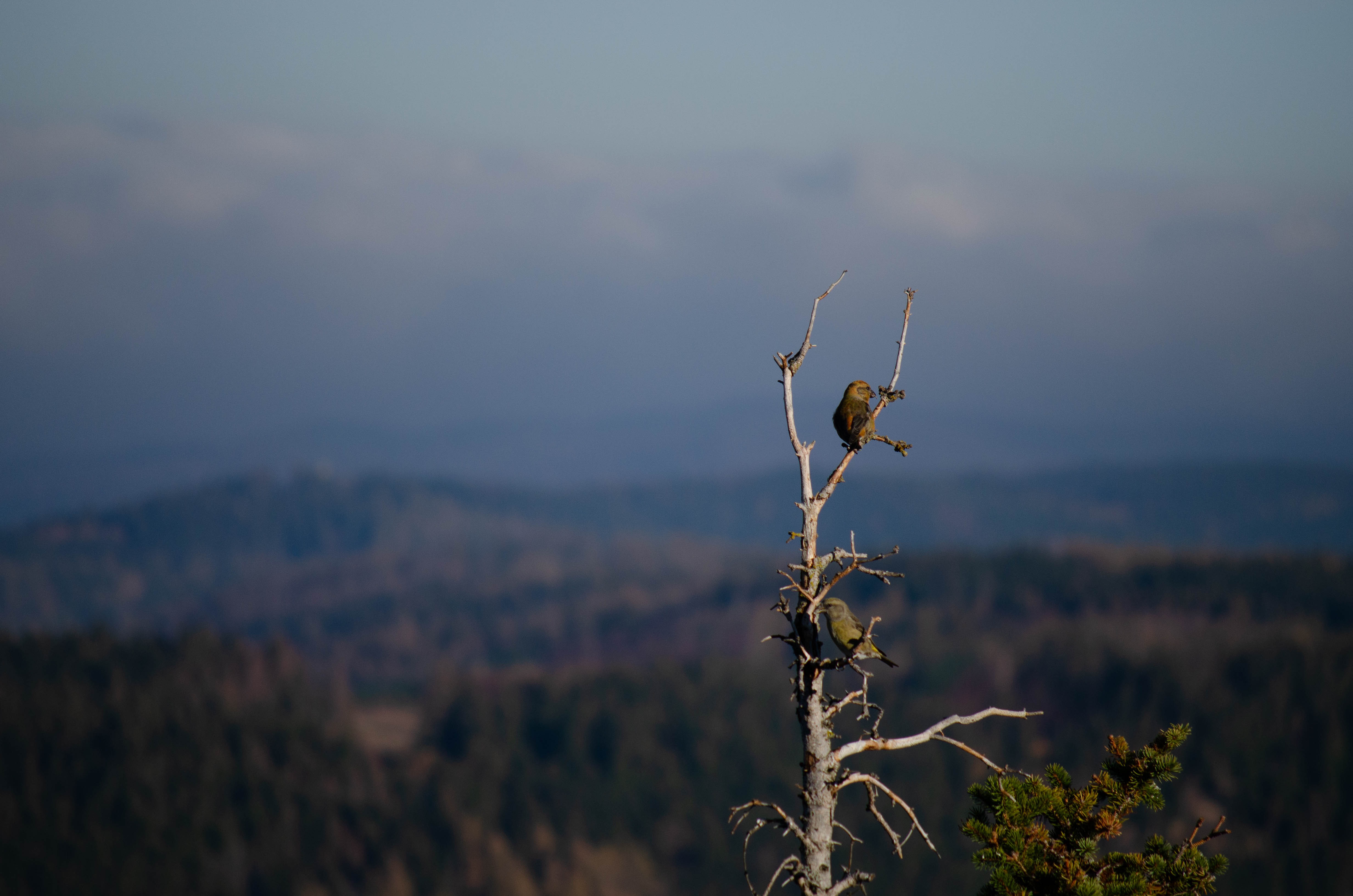 Bird Resin Forest free image download