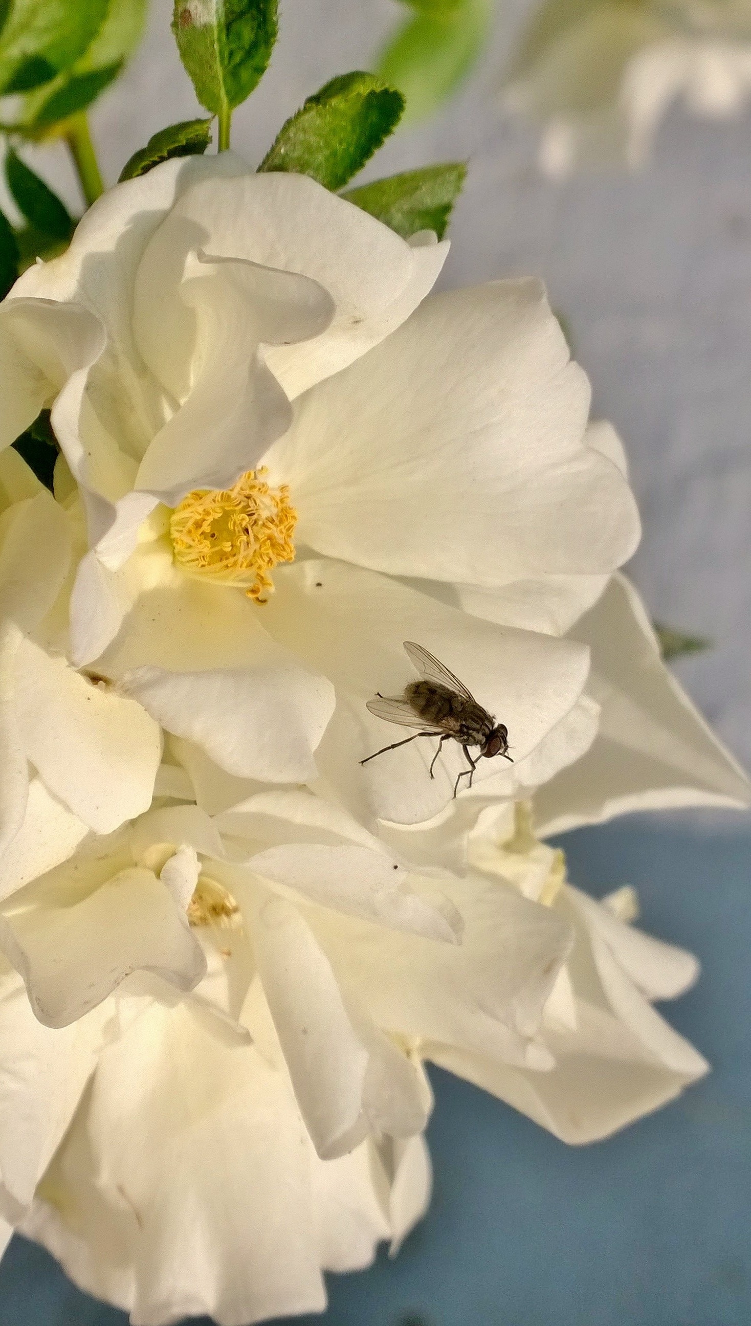 Flowers Fly White free image download