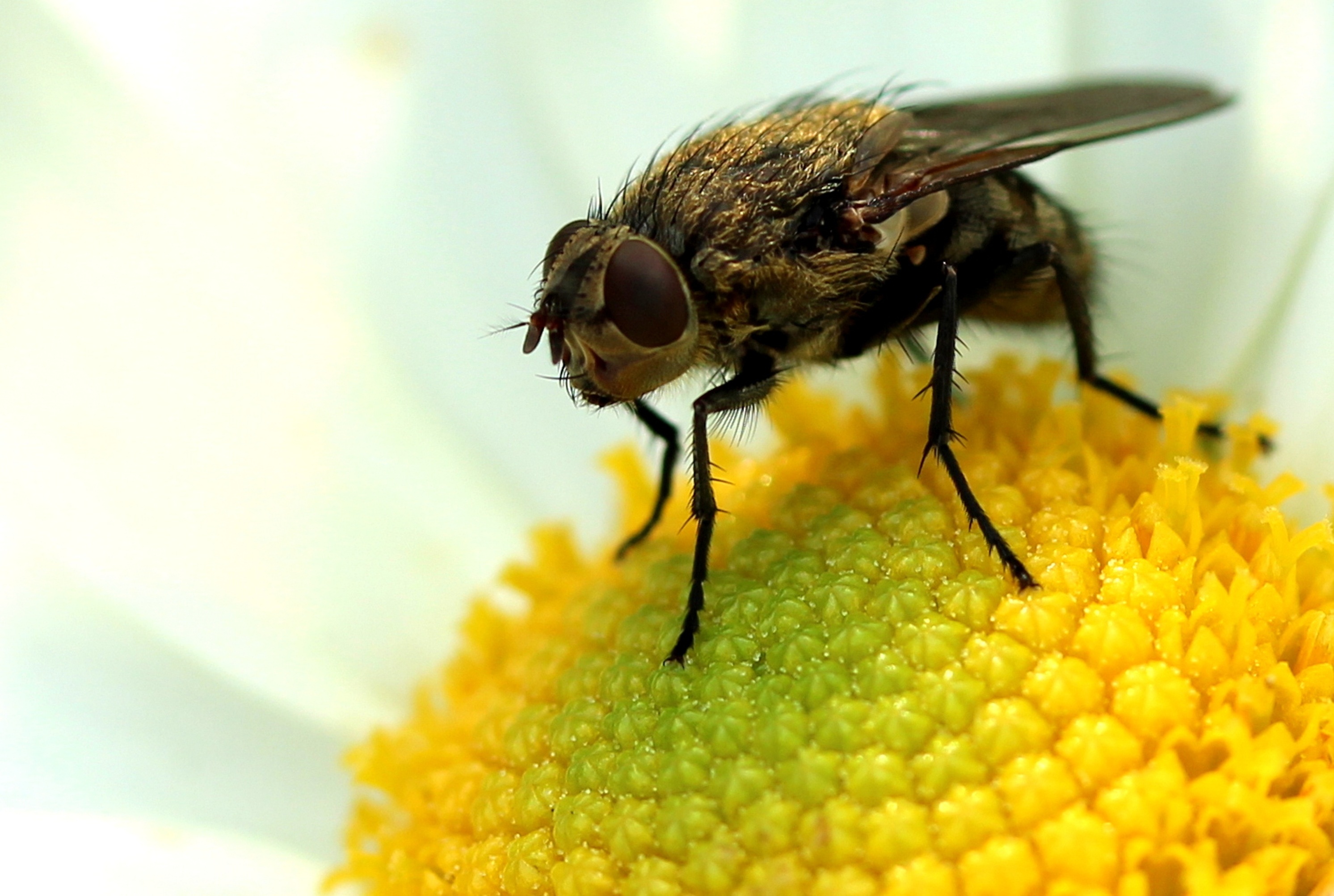 A big fly on a yellow flower free image download