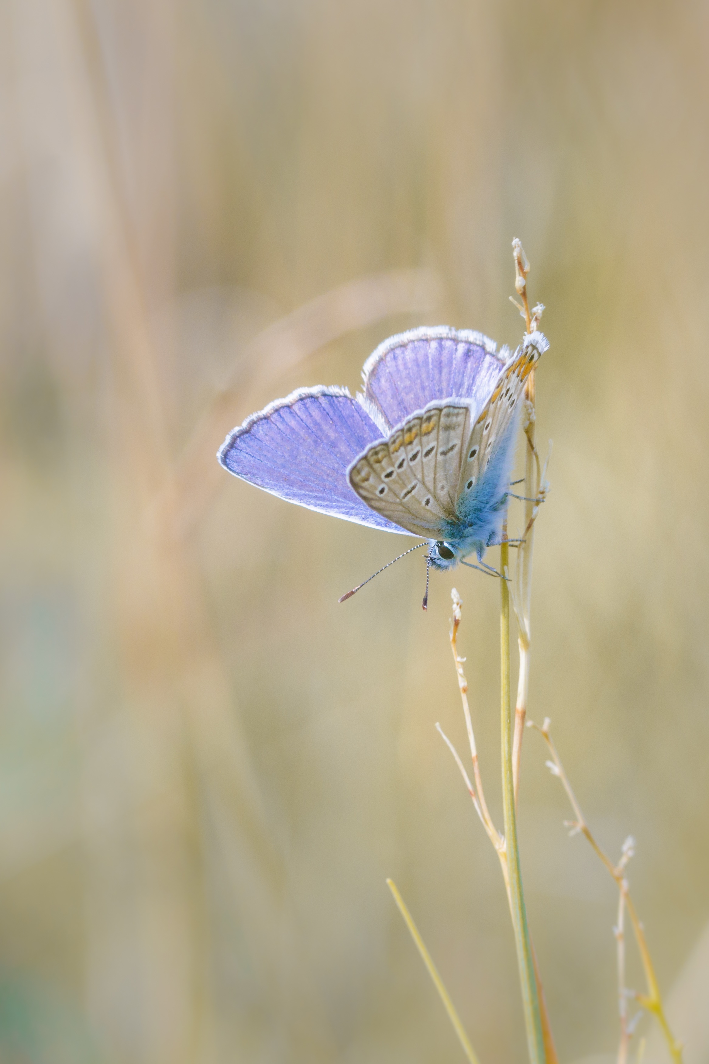 Butterfly Insect Macro Close free image download