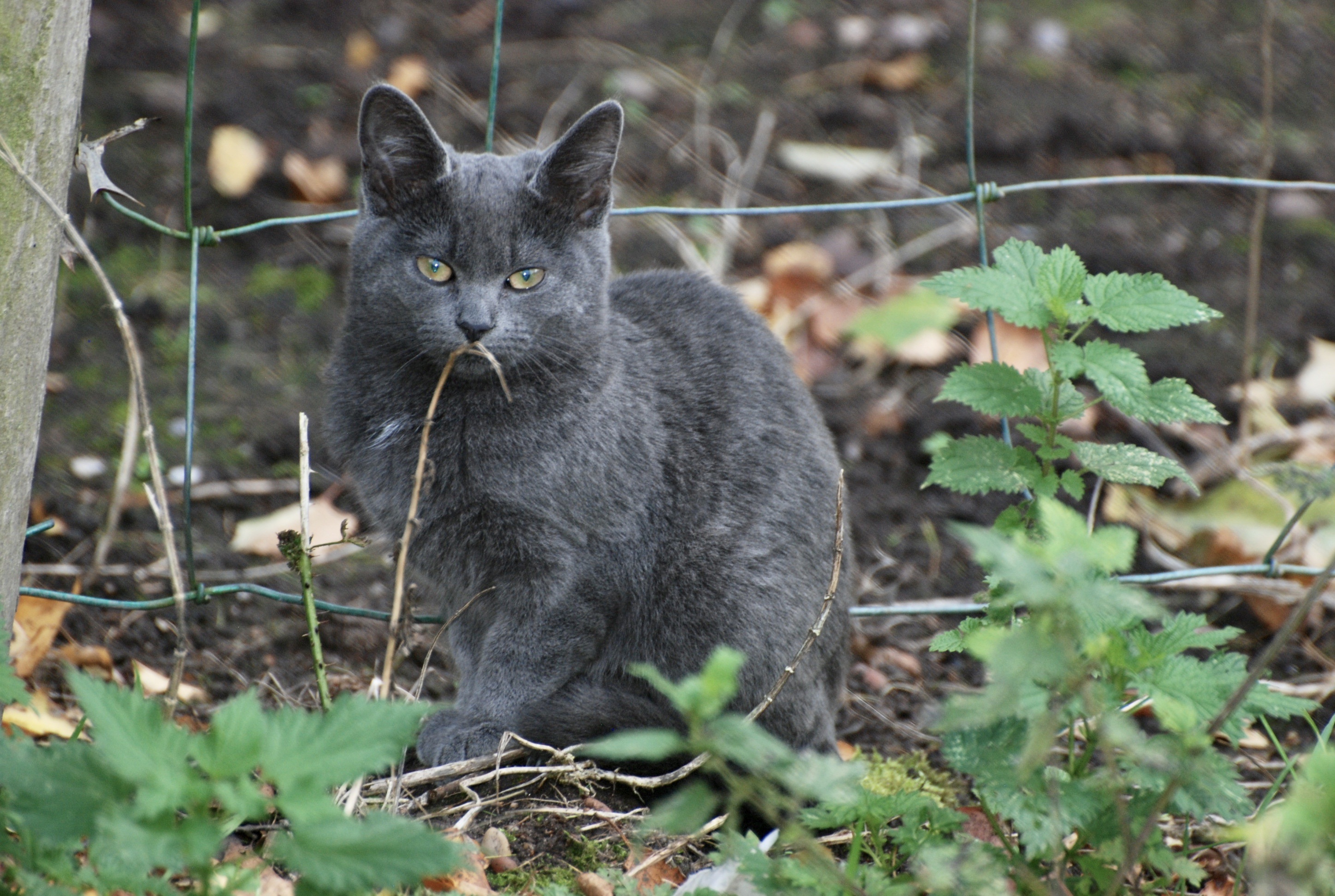 Feral Cat free image download