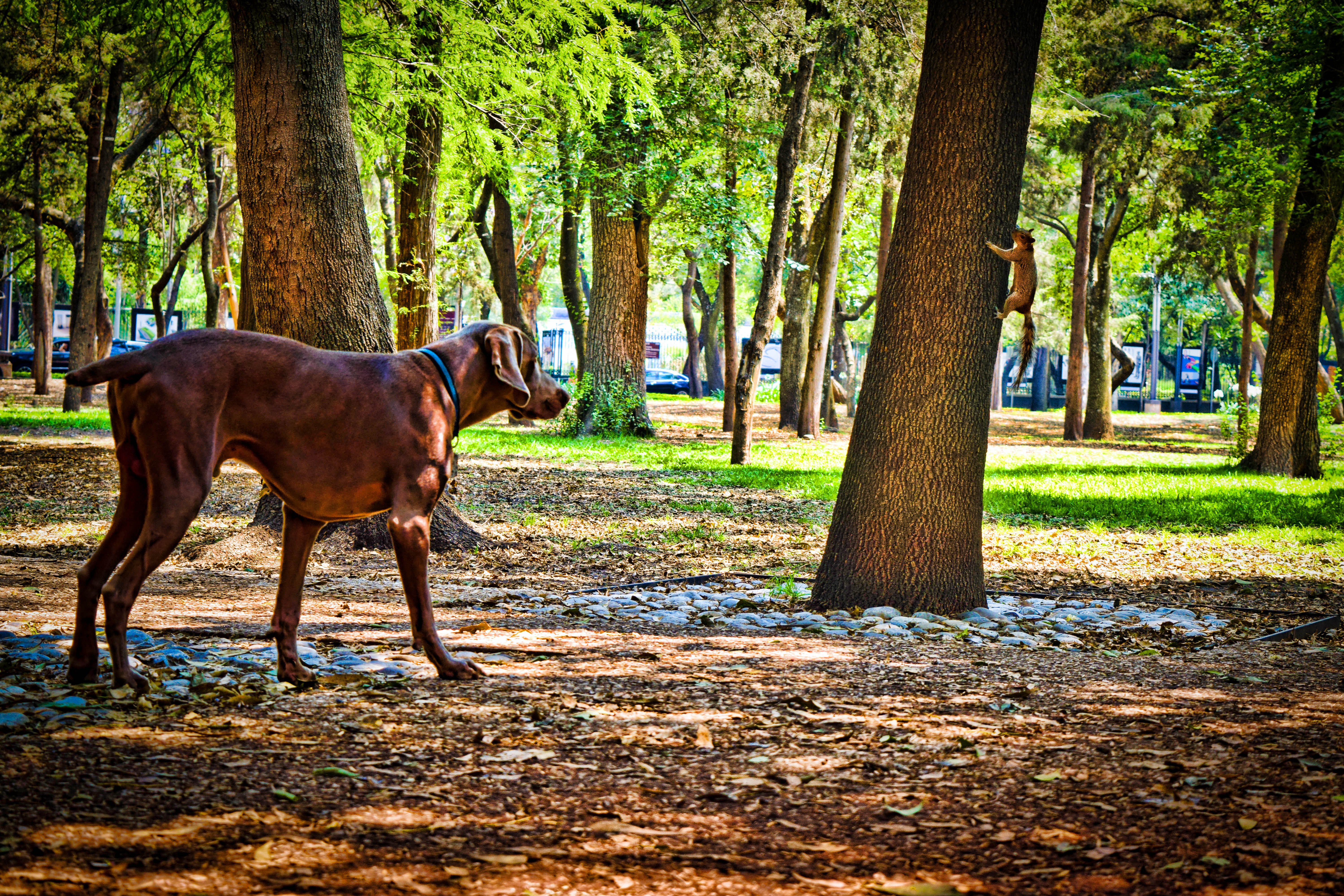 Dog Squirrel Pet free image download