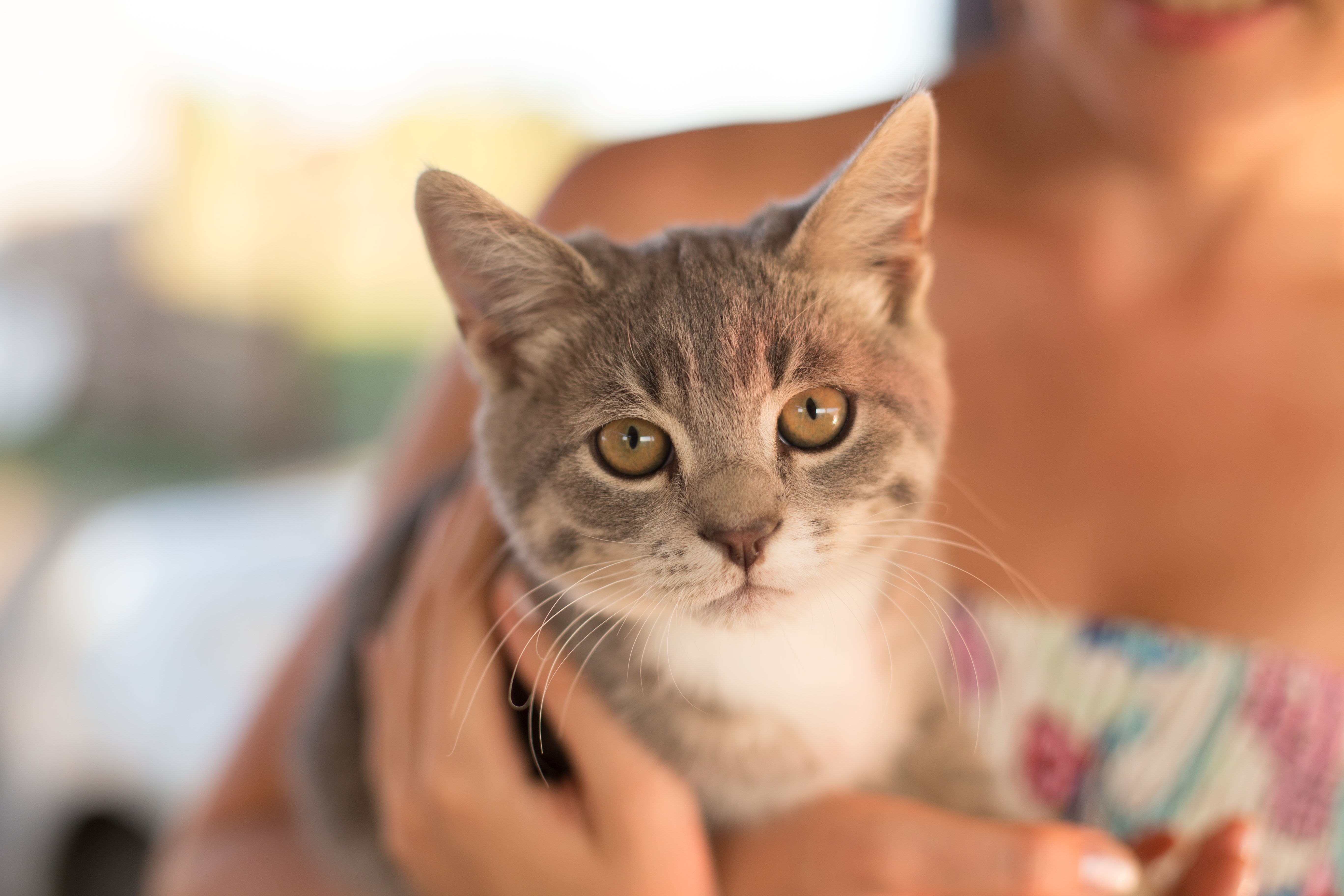 Cat Animals Predator free image download
