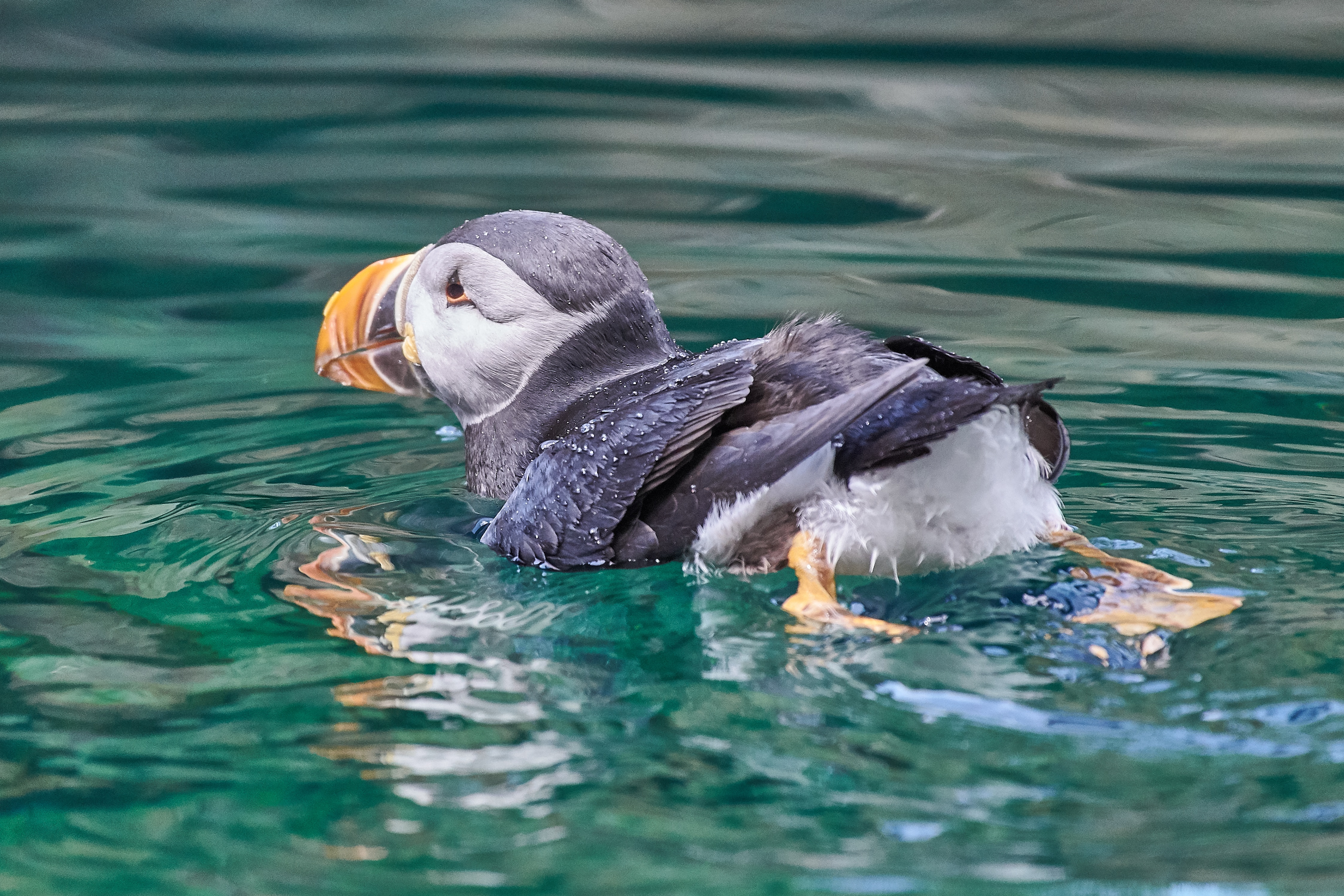 Iceland Puffin Water free image download