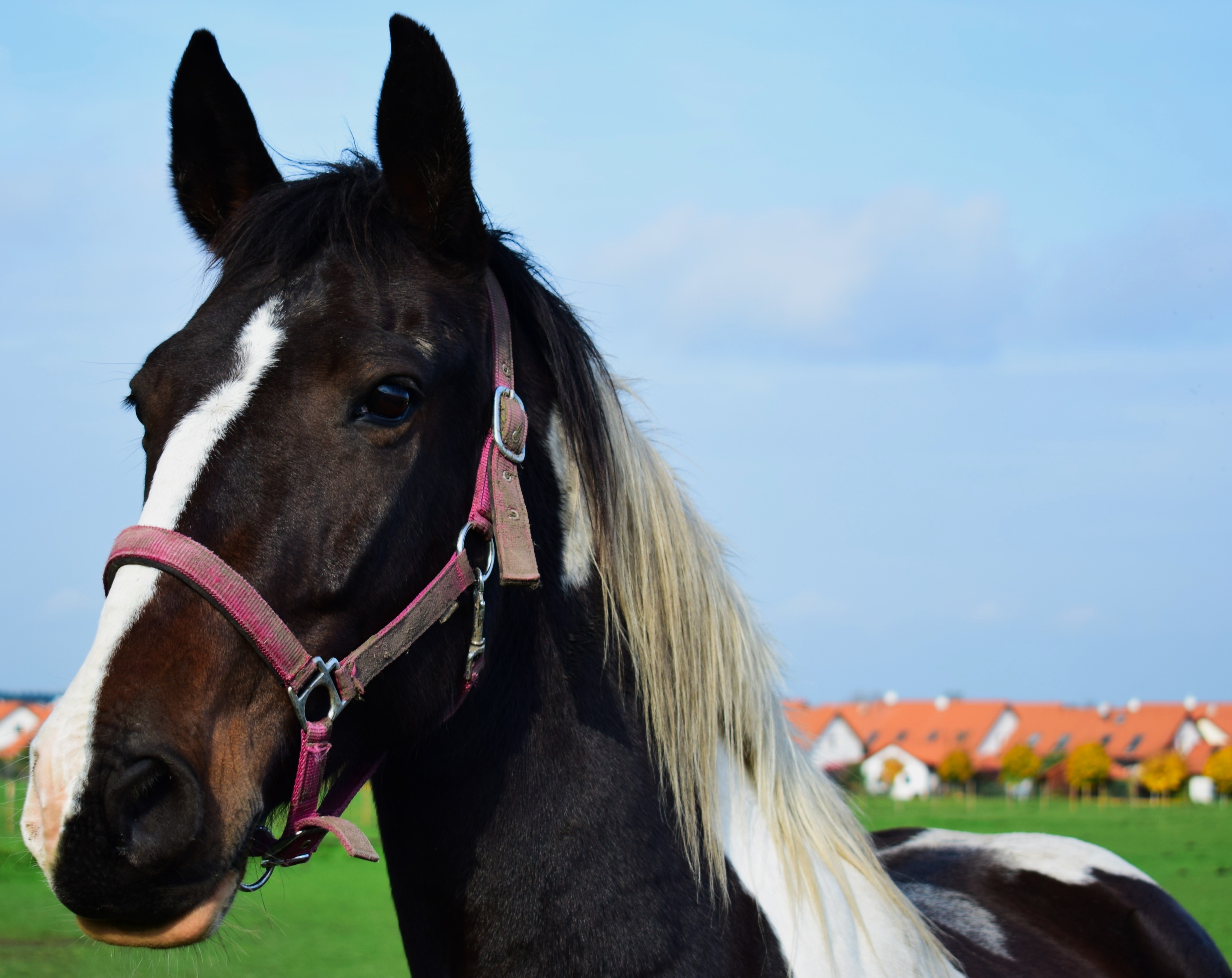 Horse Up Close Animal free image download