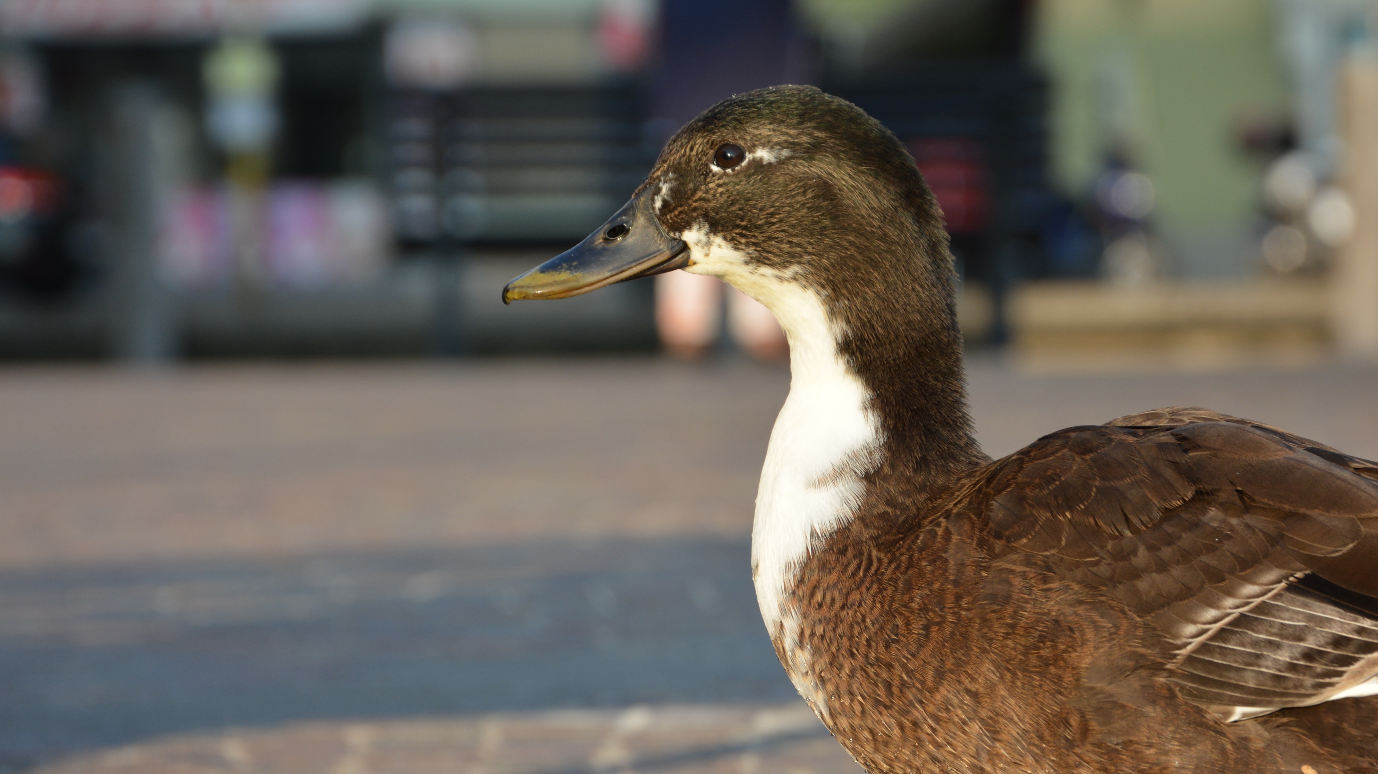 Duck Beak Animal free image download
